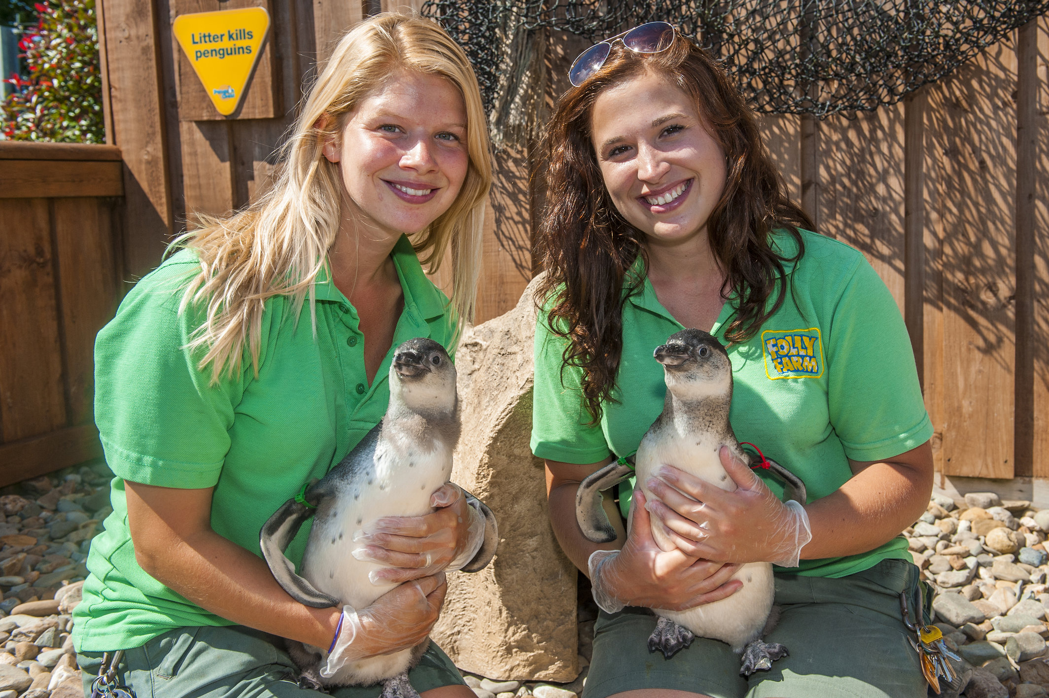 Penguin chicks enrol into Folly Farm's penguin nursery • Folly Farm