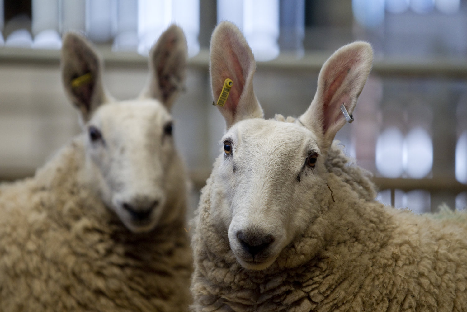 List of Farm Animals at Folly Farm • Farm animals A to Z