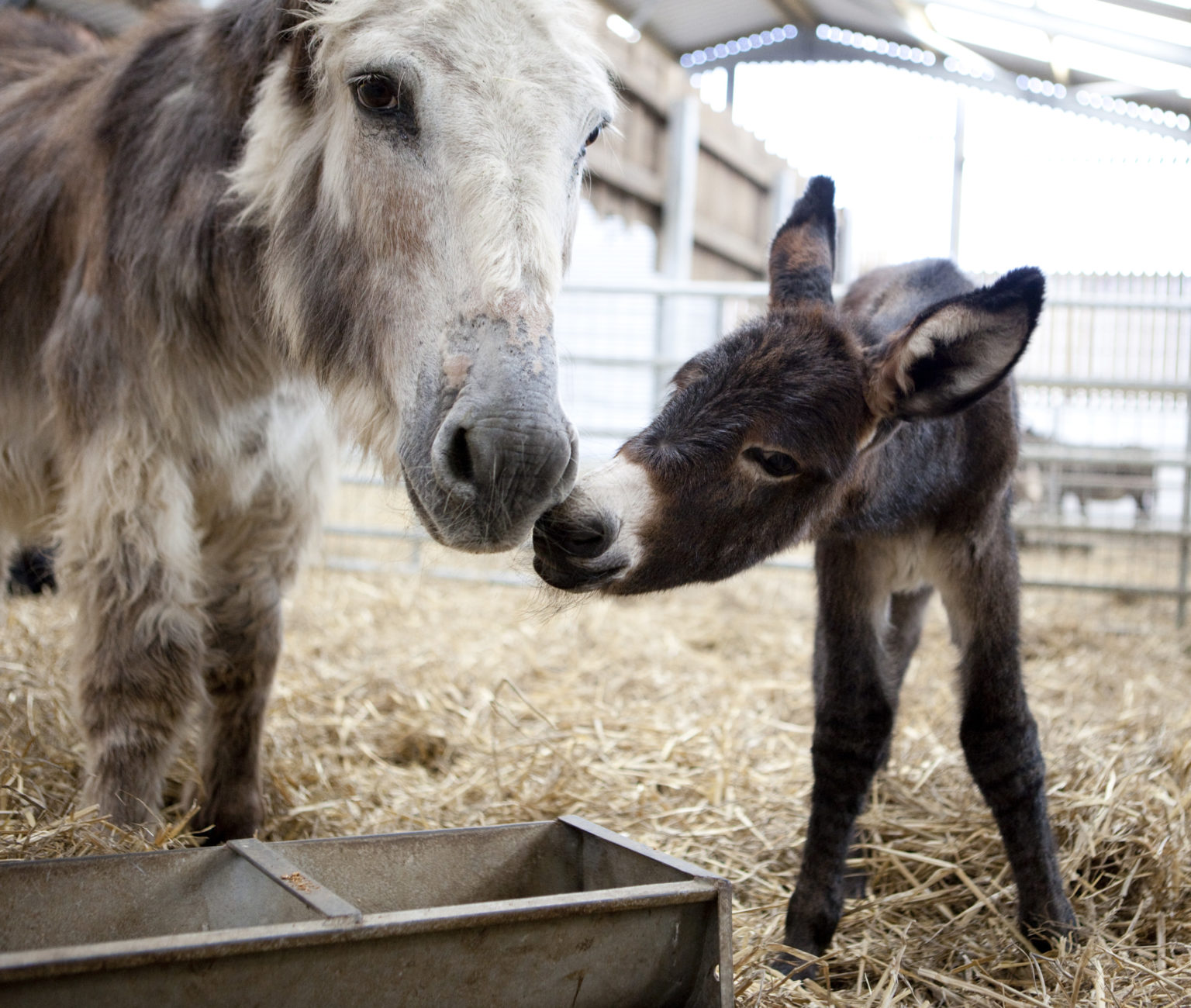 List of Farm Animals at Folly Farm • Farm animals A to Z