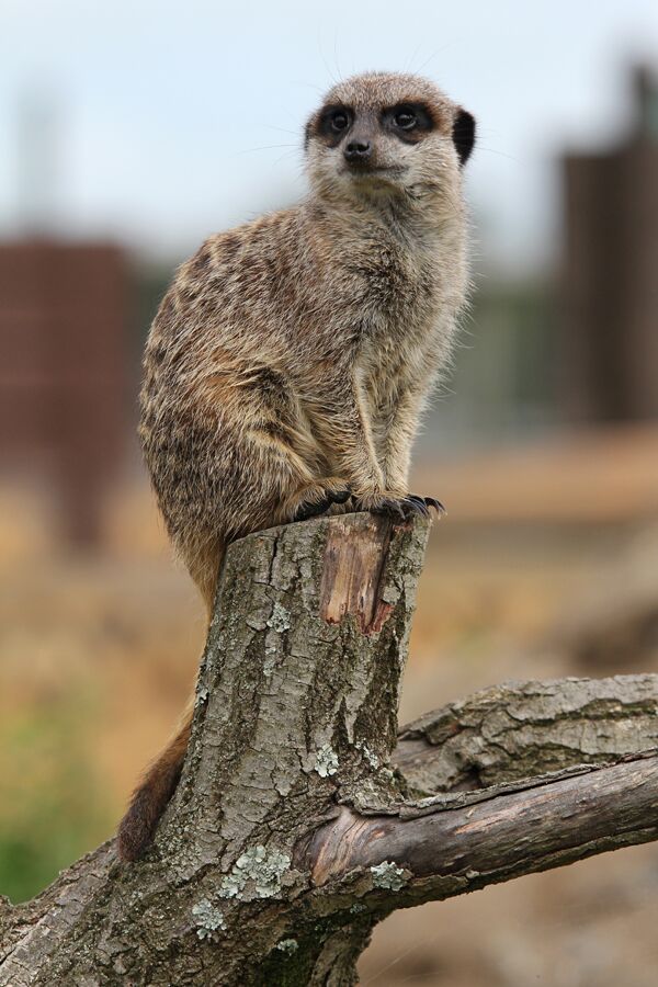Slender Tailed Meerkat • Fun Facts and Information For Kids