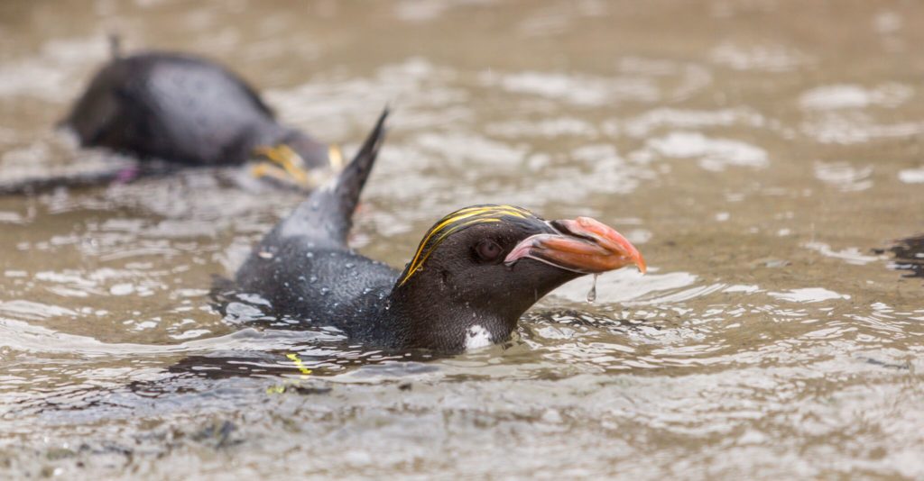 Macaroni Penguins • Fun Facts and Information For Kids