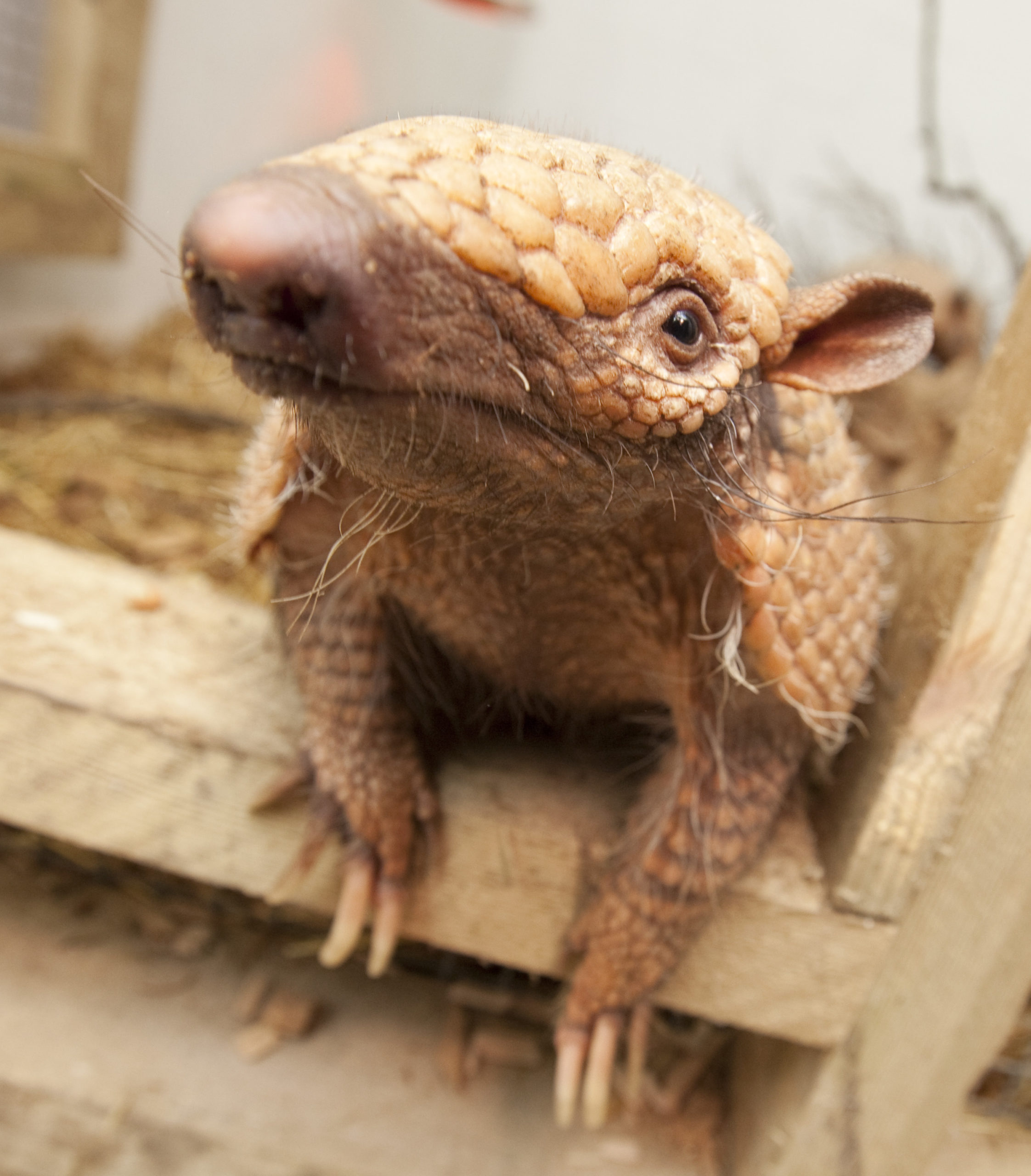 Meet our Zoo Animals at Folly Farm Zoo • List of Zoo Animals