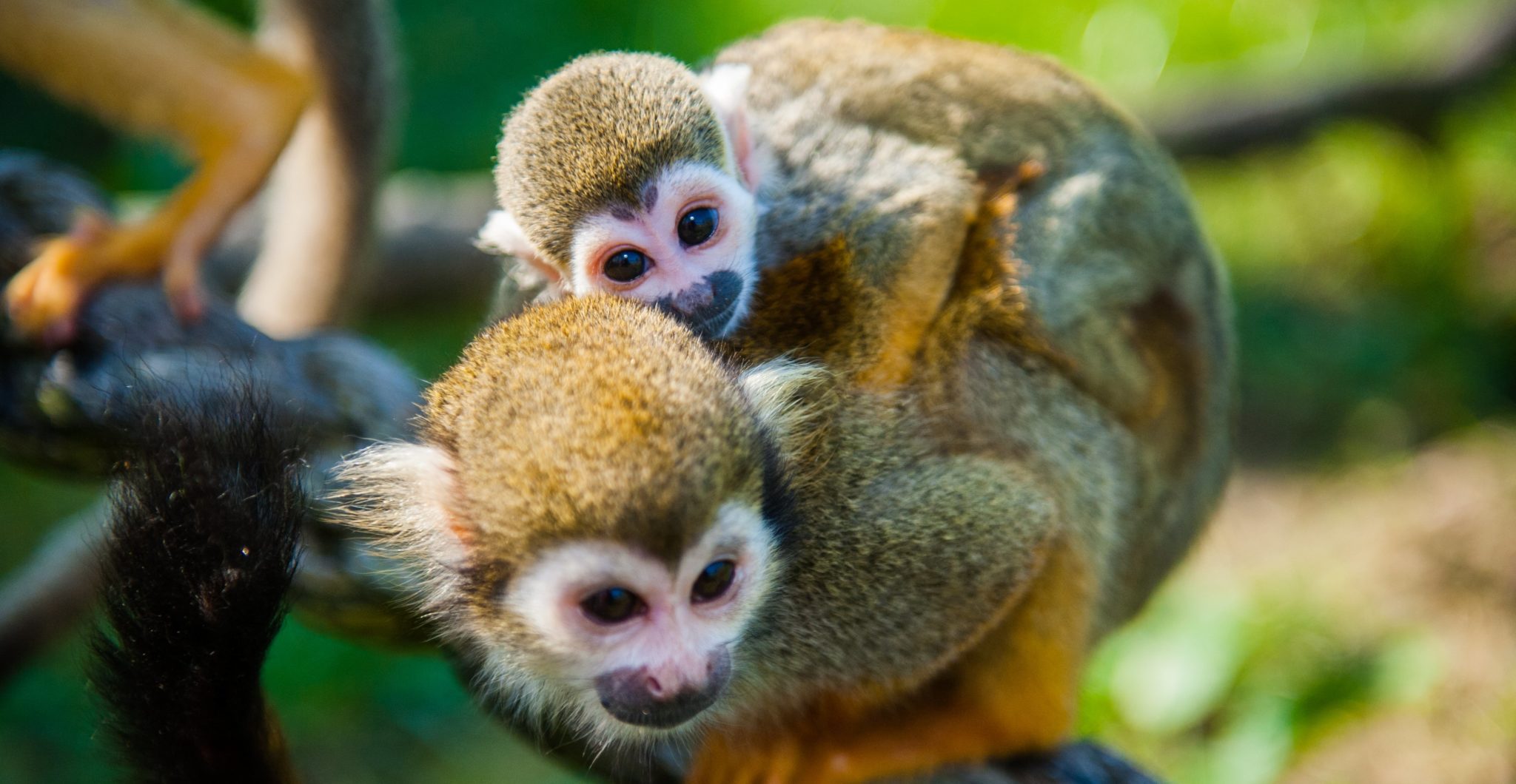 Squirrel Monkey • Fun Facts & Information For Kids
