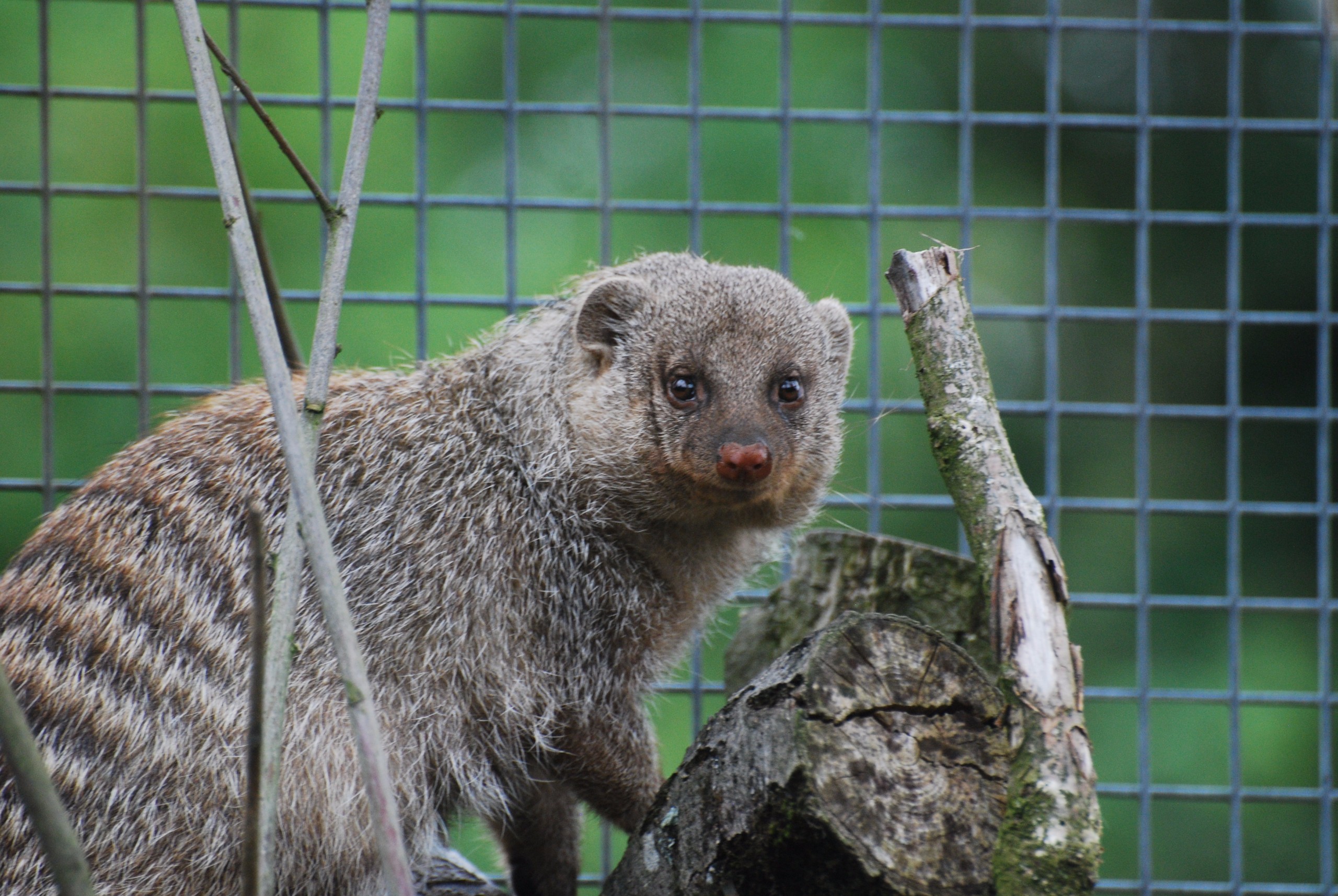 Step By Step How To Draw A Banded Mongoose