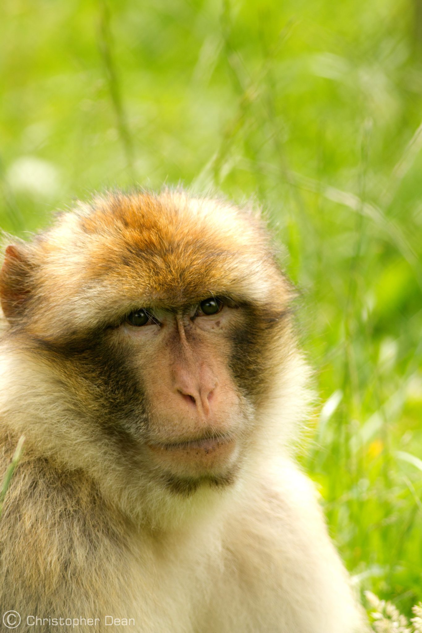 Barbary Macaques • Fun Facts & Information For Kids