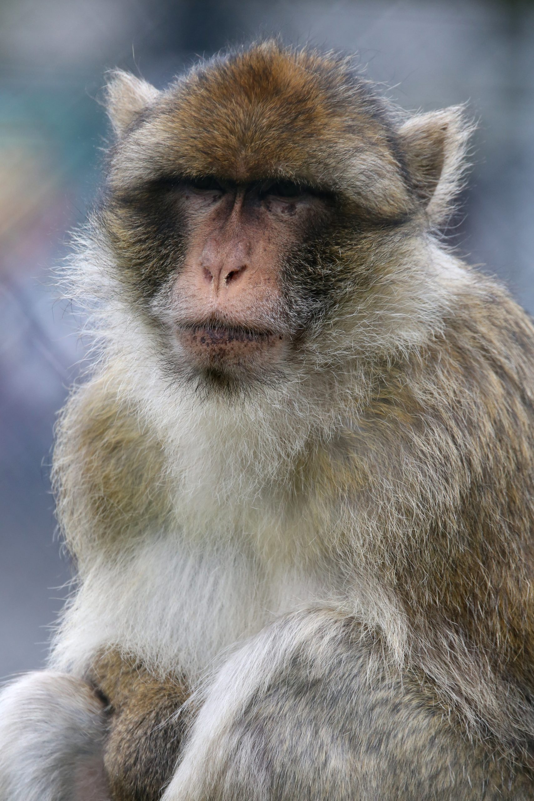 Barbary Macaque