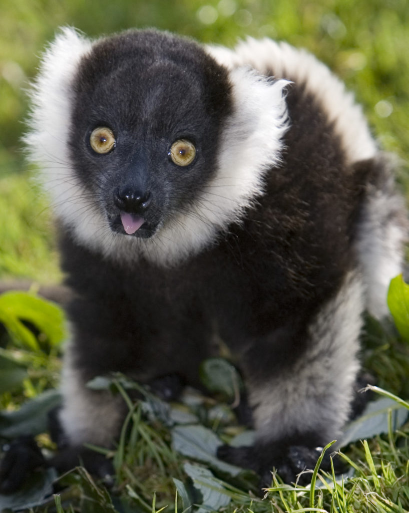 Black & White Ruffed Lemur – • Fun Facts & Information For Kids