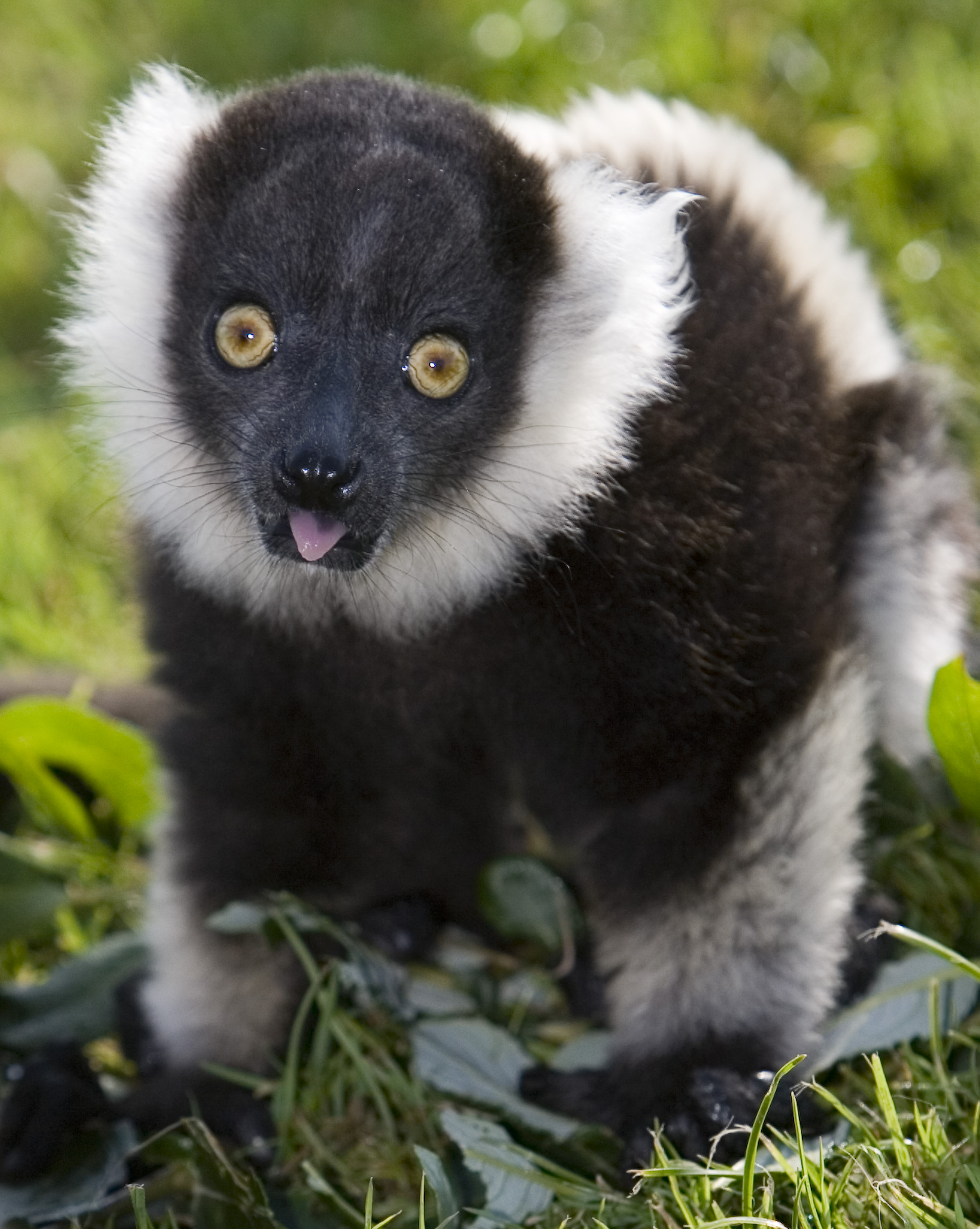 Black & White Ruffed Lemur – • Fun Facts & Information For Kids