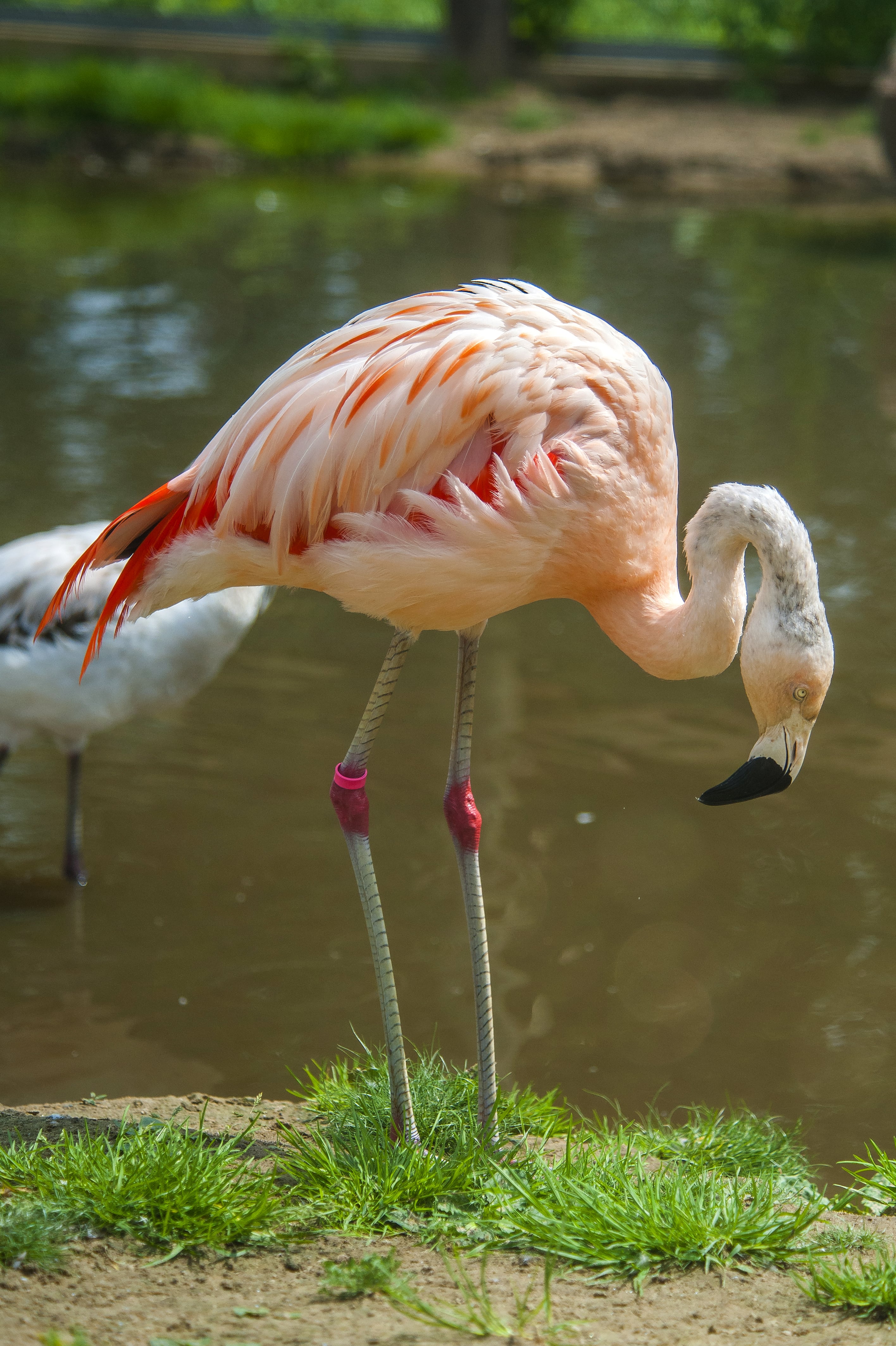 Flamingo • Fun Facts and Information For Kids