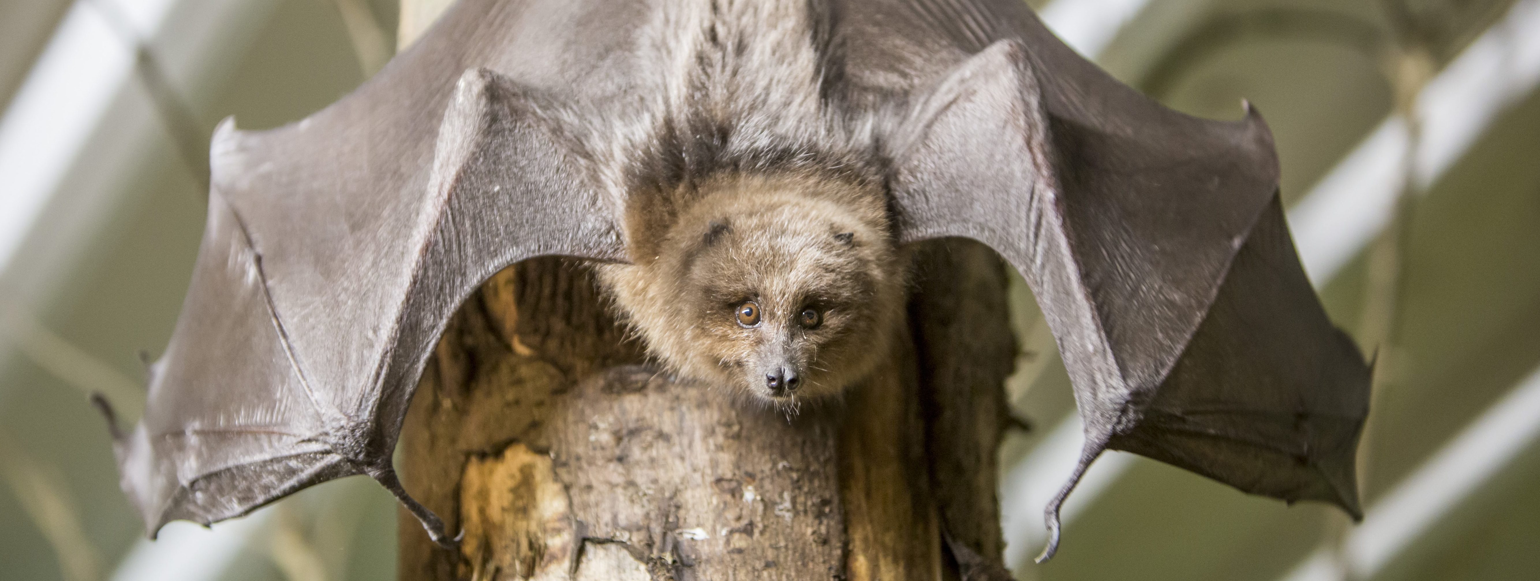 A Celebration of Sloths and Bats at Folly Farm • Folly Farm