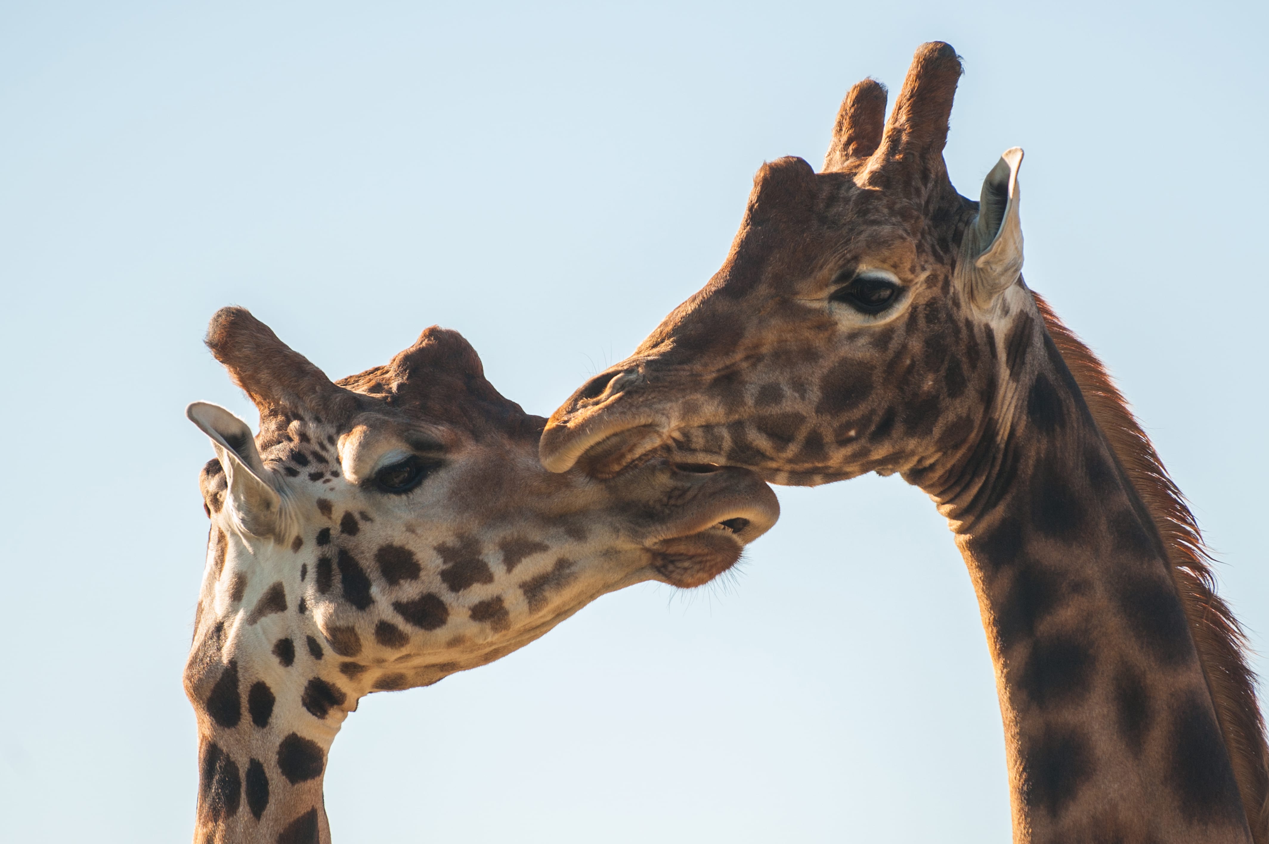 Zoo Webcams & Barn Cam • Live Animal Webcams at Folly Farm