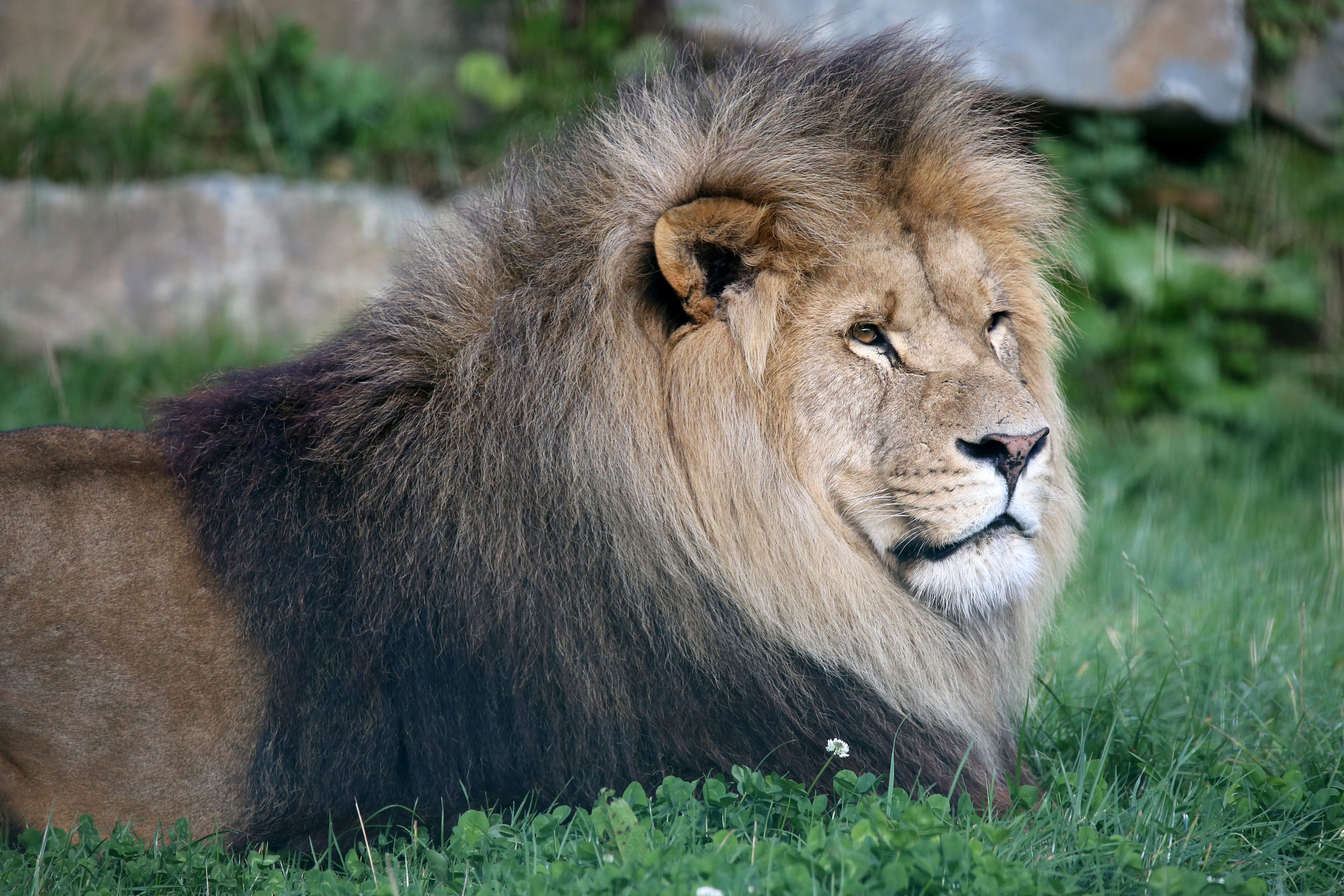 Meet our Zoo Animals at Folly Farm Zoo • List of Zoo Animals