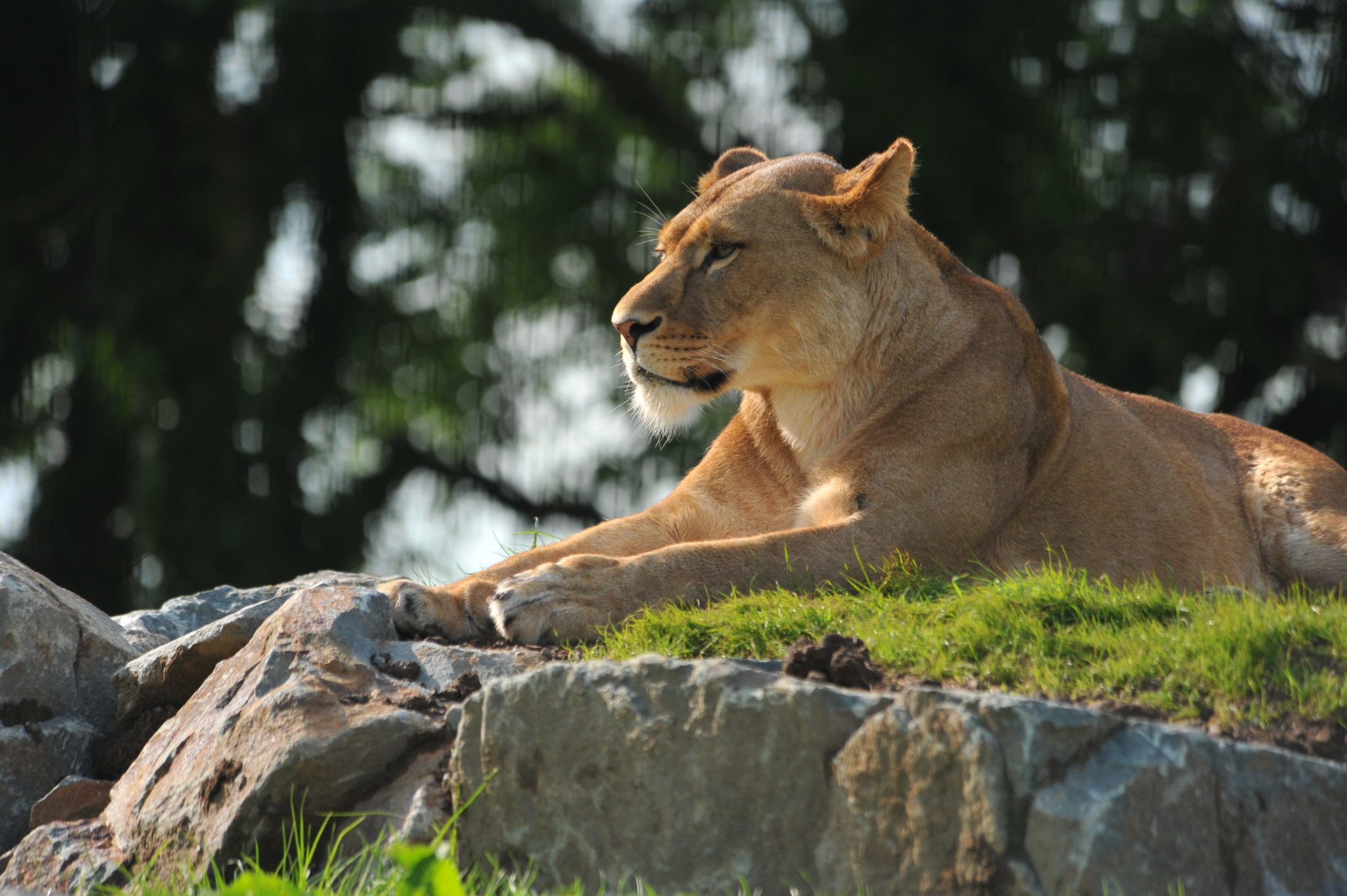 Adopt a Lion in the UK 🦁 Lion Adoption Gift Packs
