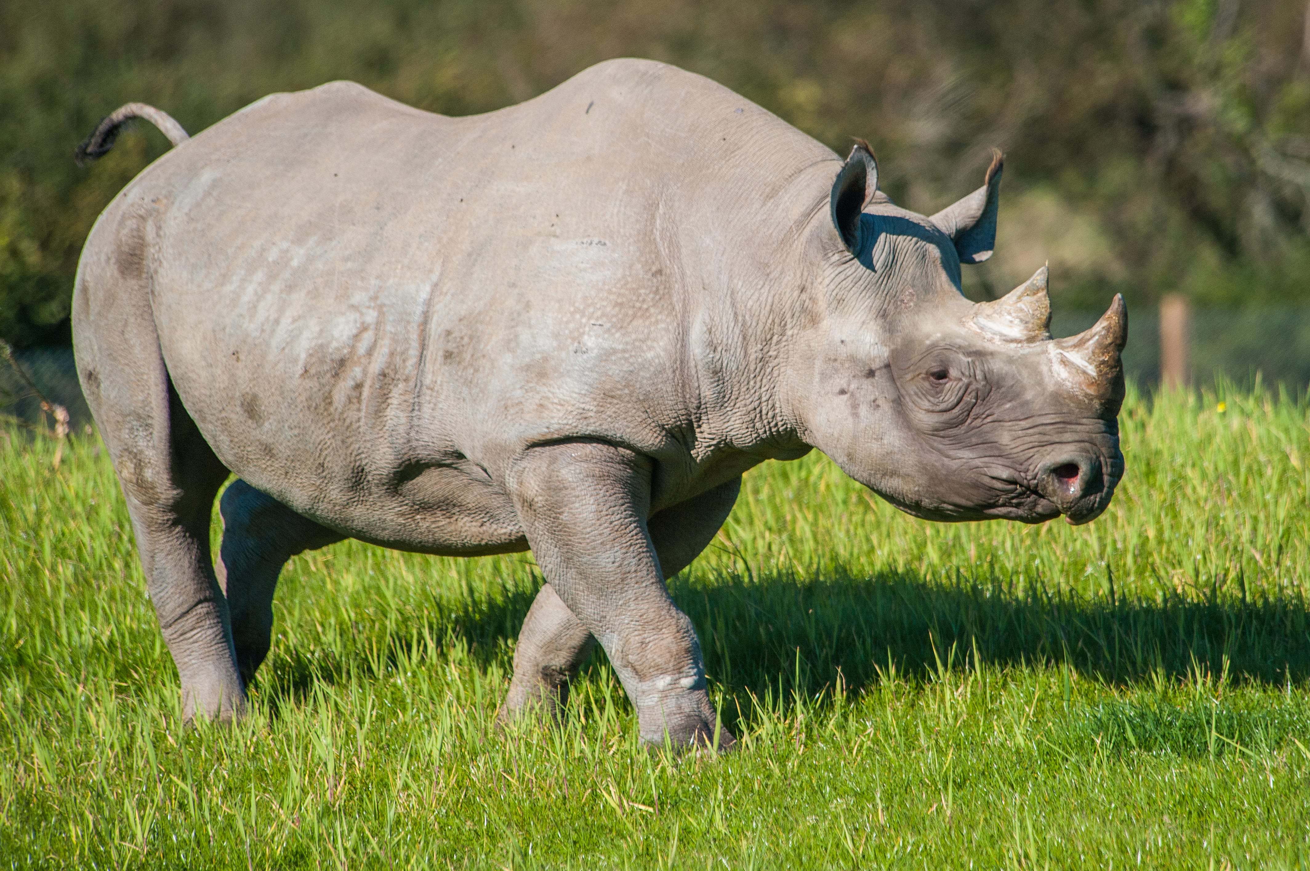 Kifaru Black Rhino Reserve Enclosure • Folly Farm Zoo in Wales