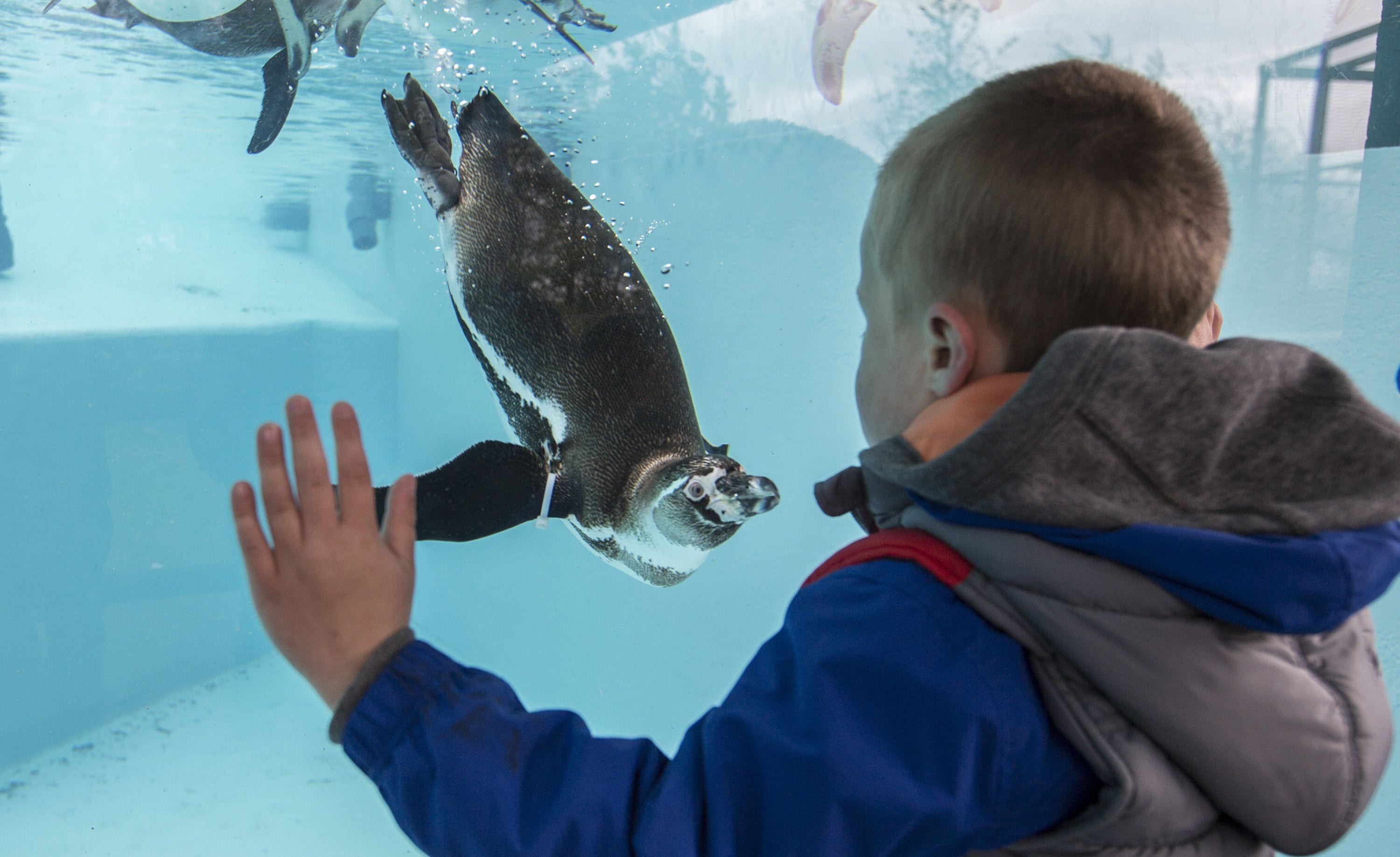 Penguin Experience UK • Feed the Penguins at Folly Farm