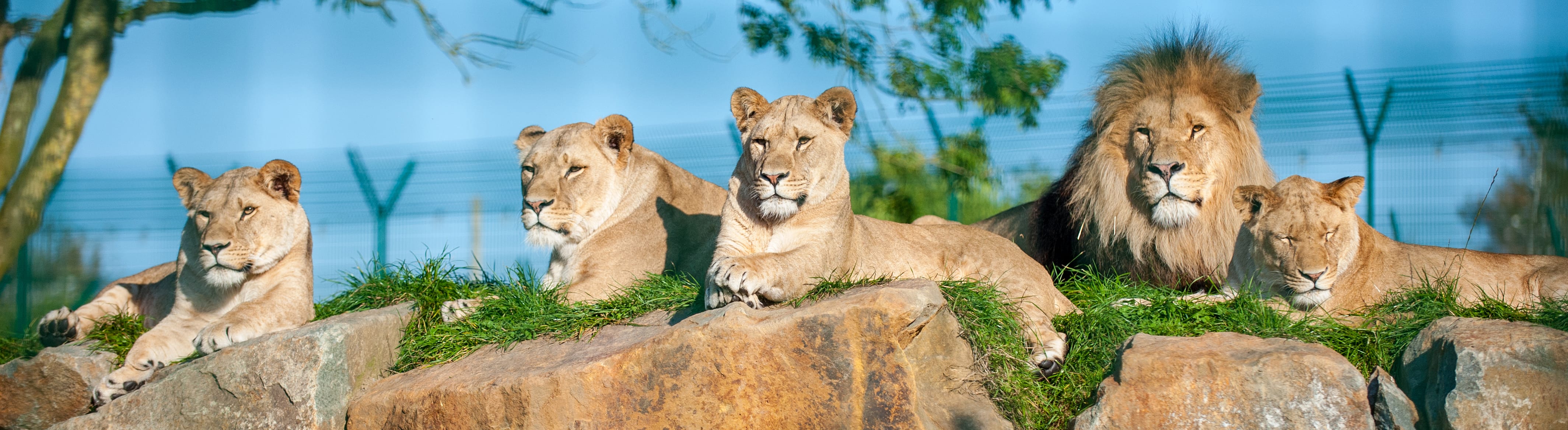 Pride of Pembrokeshire Lion Enclosure • Folly Farm Zoo in Wales