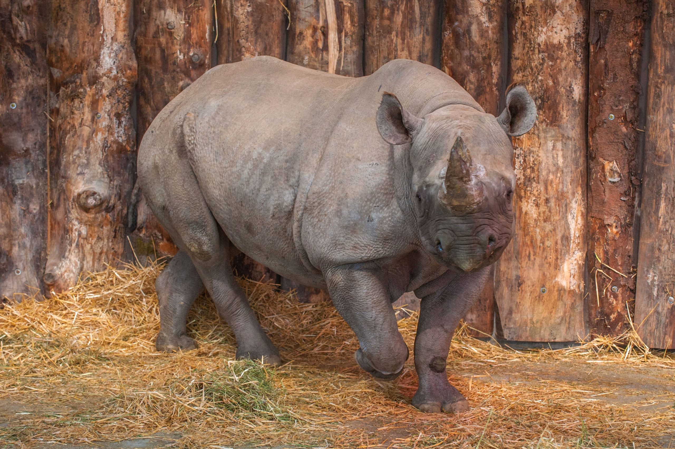 Kifaru Black Rhino Reserve Enclosure • Folly Farm Zoo in Wales
