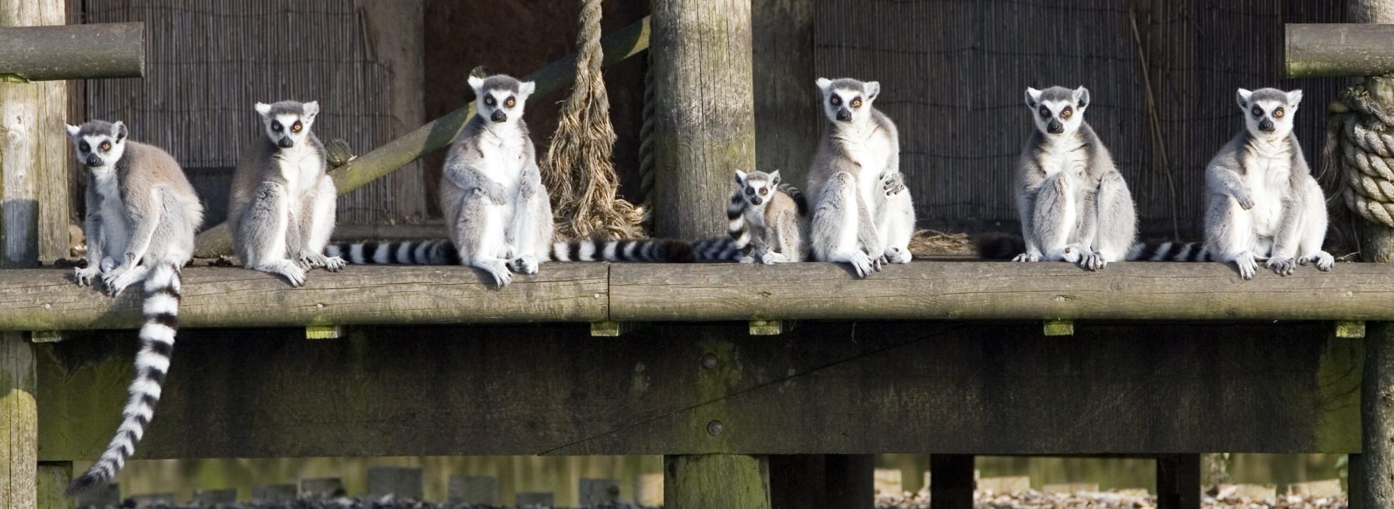 Ring Tailed Lemur • Fun Facts and Information For Kids