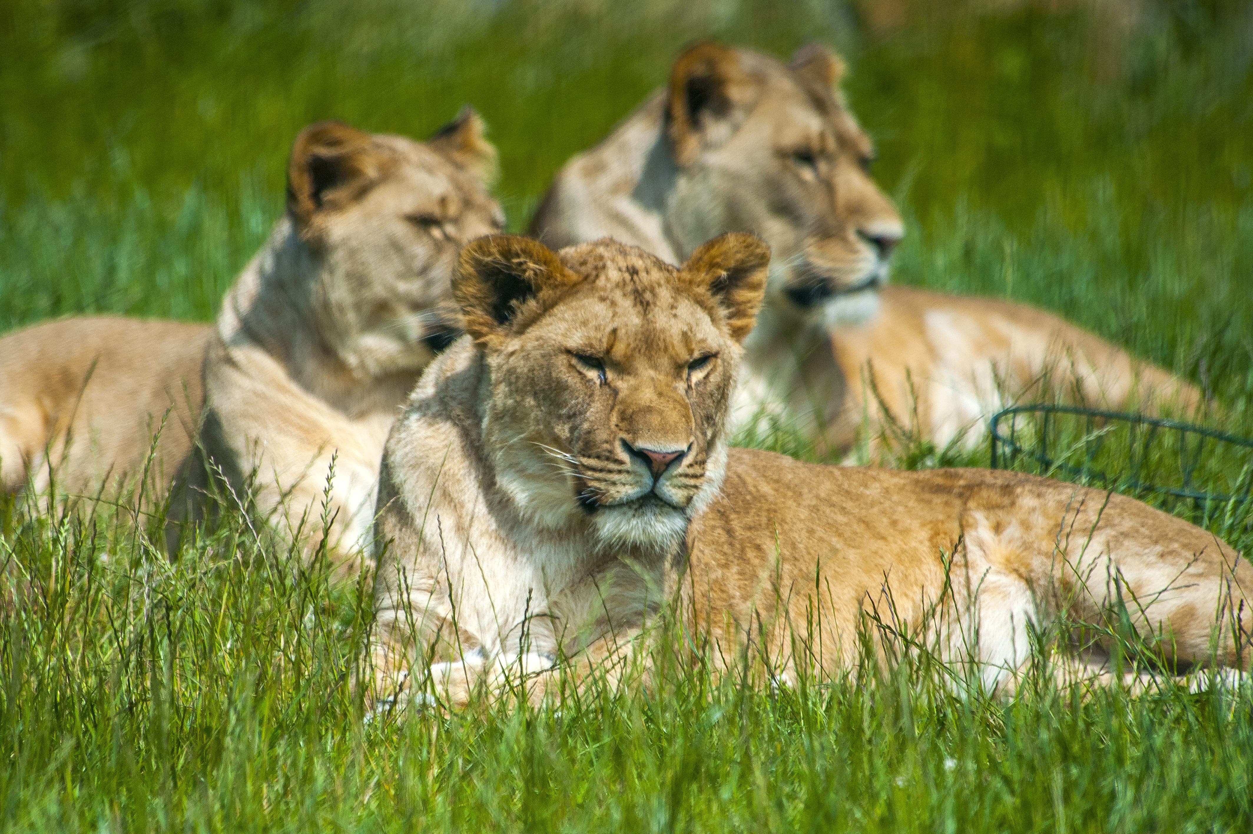 Pride of Pembrokeshire Lion Enclosure • Folly Farm Zoo in Wales