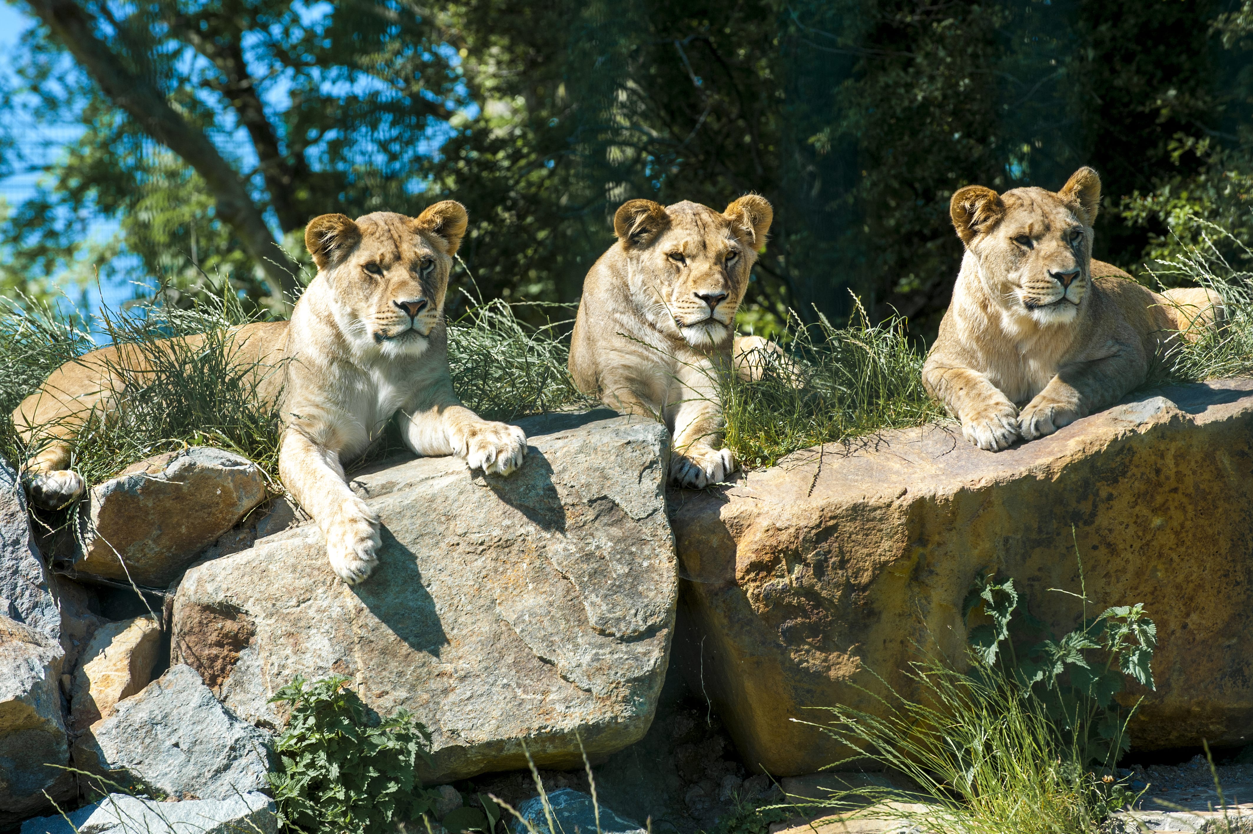 Adopt a Lion in the UK 🦁 Lion Adoption Gift Packs