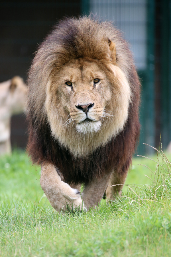 Win a Lion Experience at Folly Farm Adventure Park and Zoo • Folly Farm
