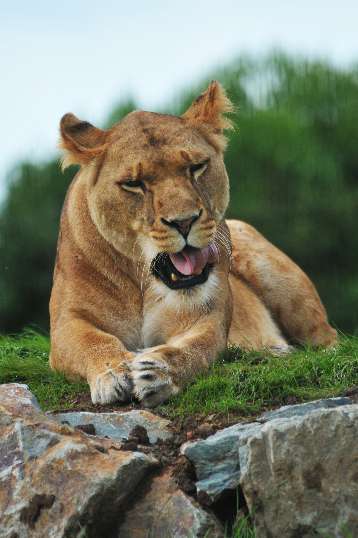 Pride of Pembrokeshire Lion Enclosure • Folly Farm Zoo in Wales
