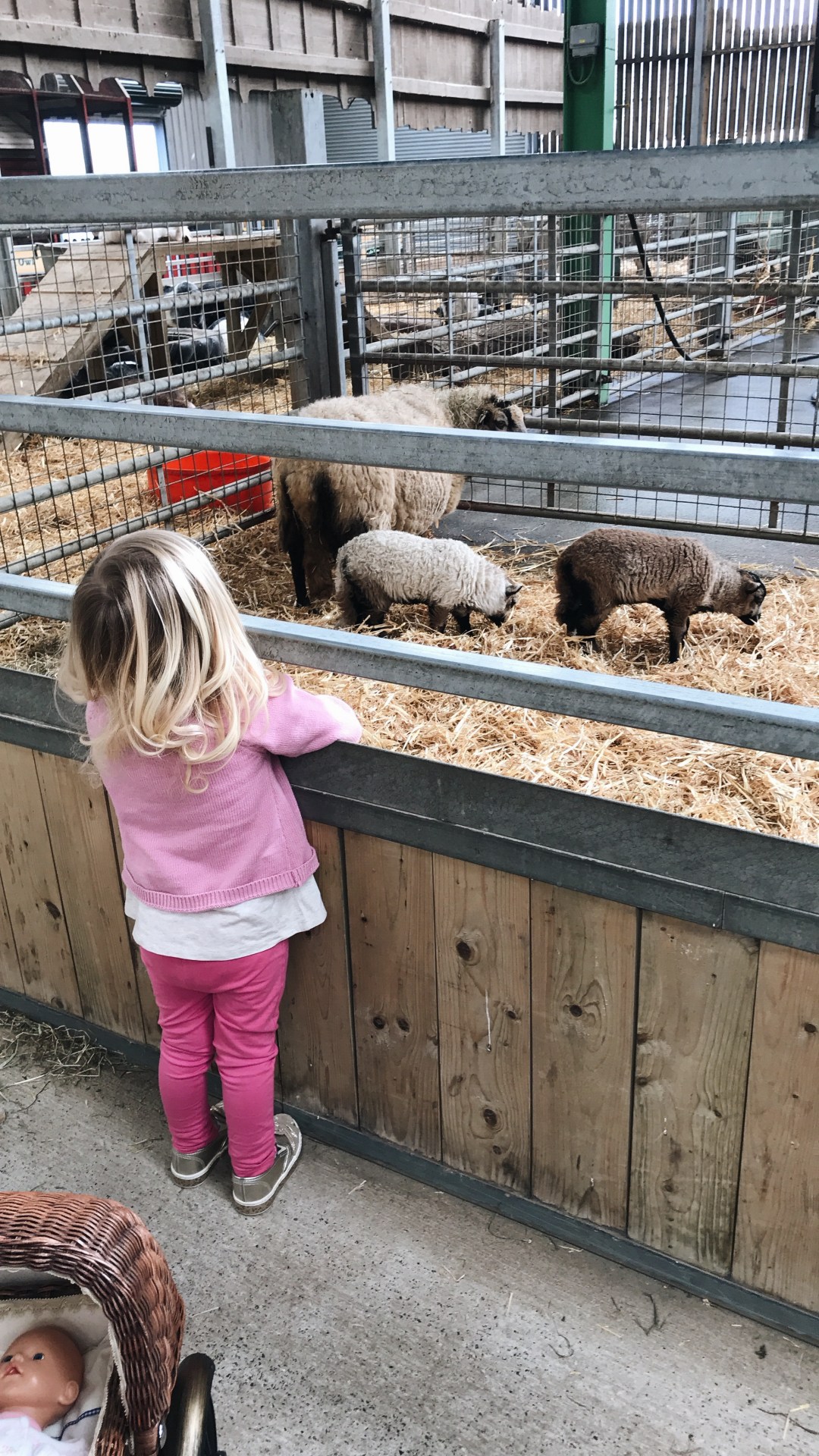 Win A Family Ticket to Folly Farm - Newsletter Competition - Now Closed