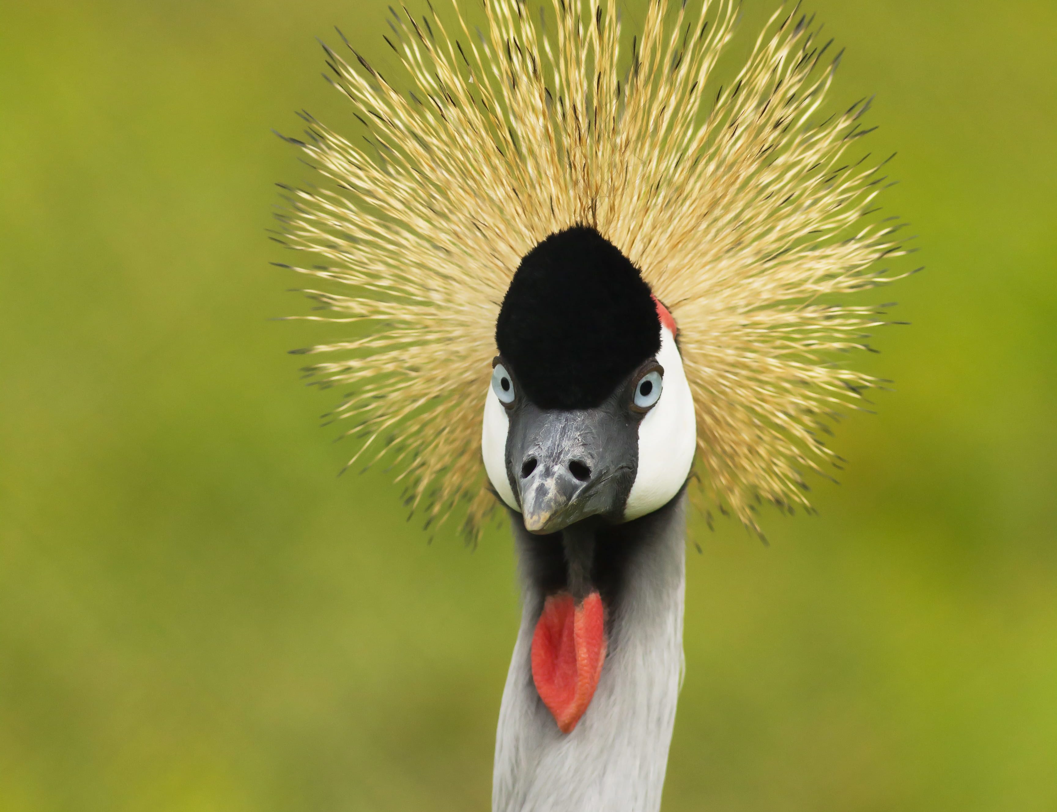 Grey Crowned Crane • Fun Facts and Information For Kids