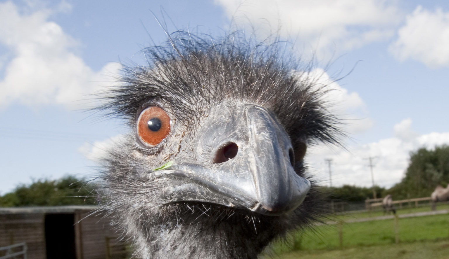 Emu Facts for Kids • Fun Facts About Emus for Children