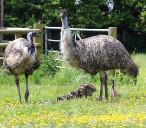 Emu Facts for Kids • Fun Facts About Emus for Children
