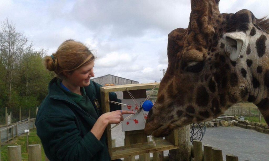 World Giraffe Day at Folly Farm Adventure Park & Zoo • Folly Farm