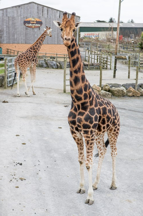 Giraffe Heights Enclosure • Folly Farm Zoo in Wales