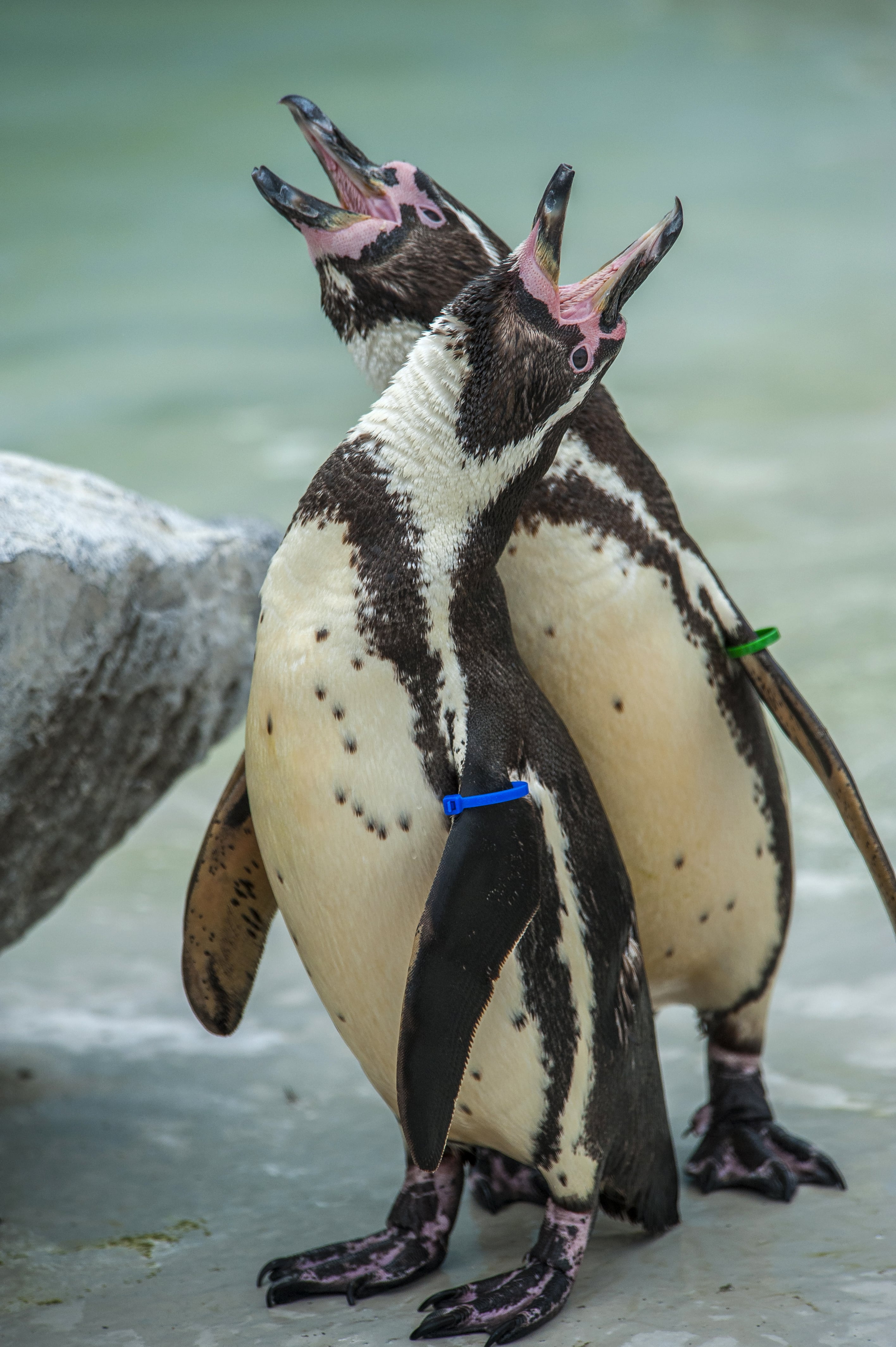 World Penguin Day at Folly Farm Adventure Park & Zoo • Folly Farm