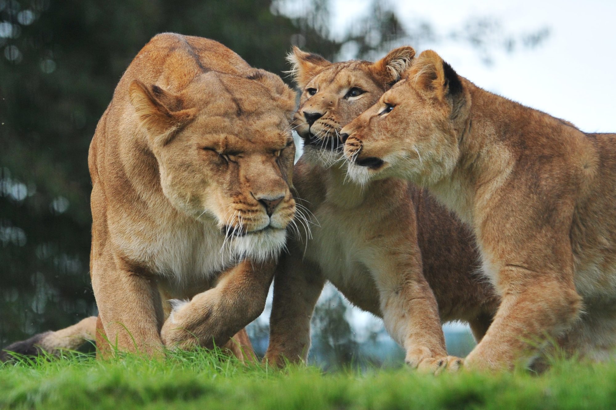 World Lion Day celebrations a roaring success! • Folly Farm