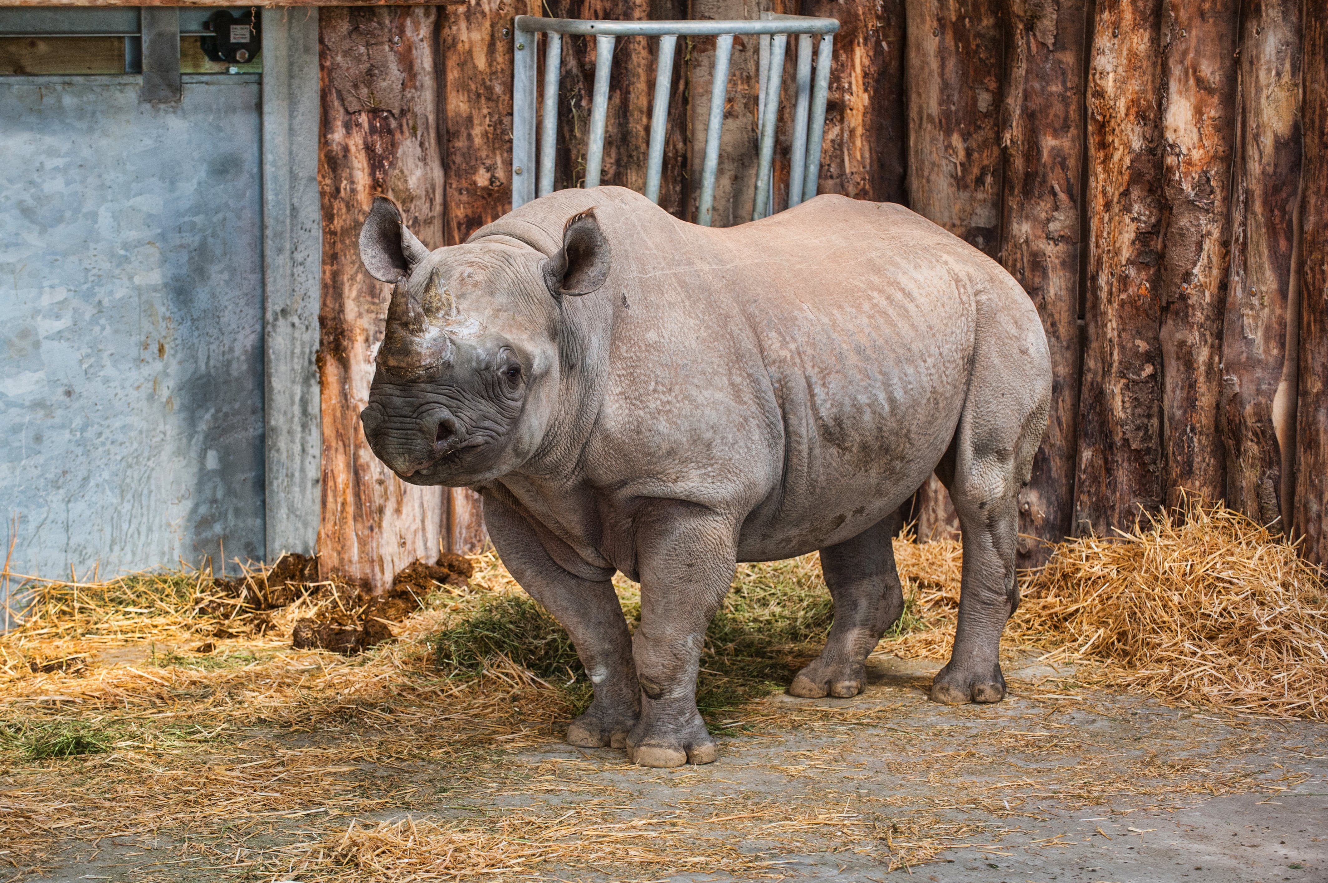 Adopt a Rhino in the UK • Black Rhino Adoption Gift Packs • Folly Farm