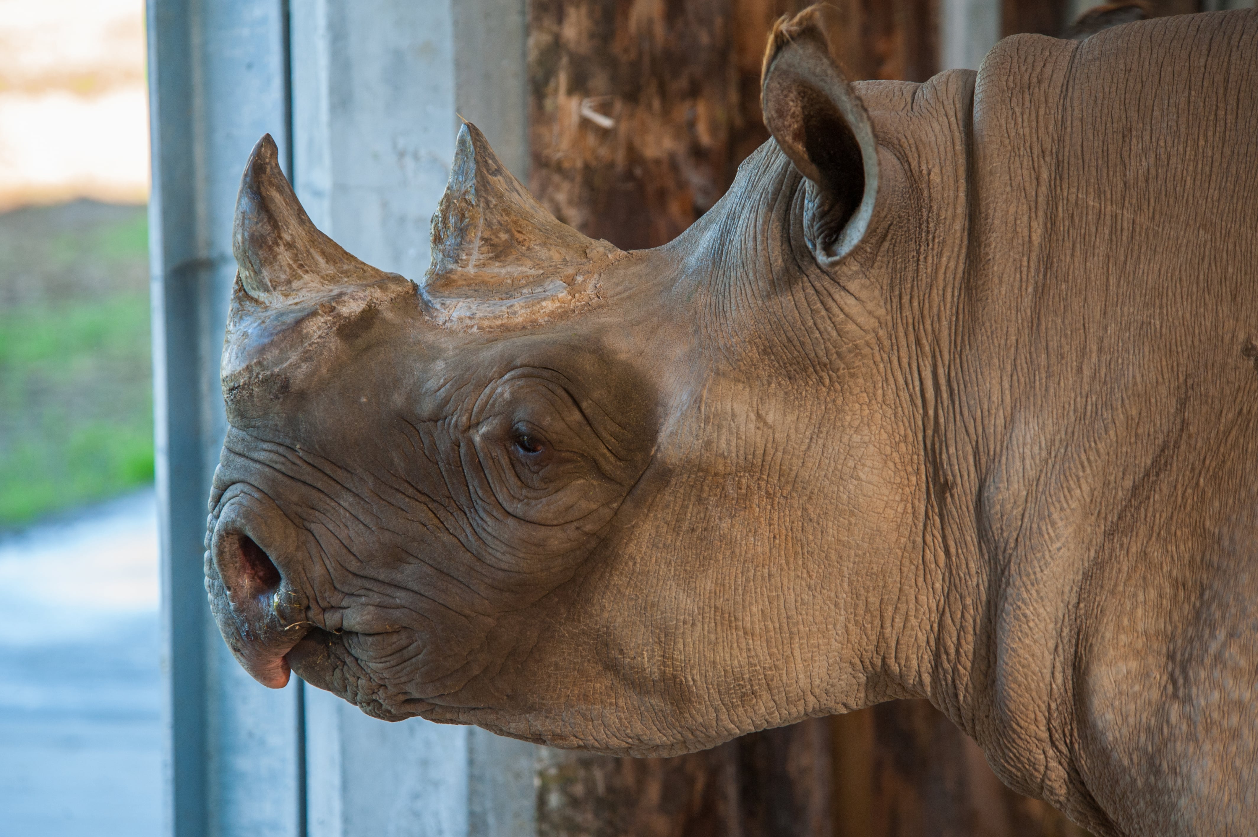 Adopt a Rhino in the UK • Black Rhino Adoption Gift Packs • Folly Farm