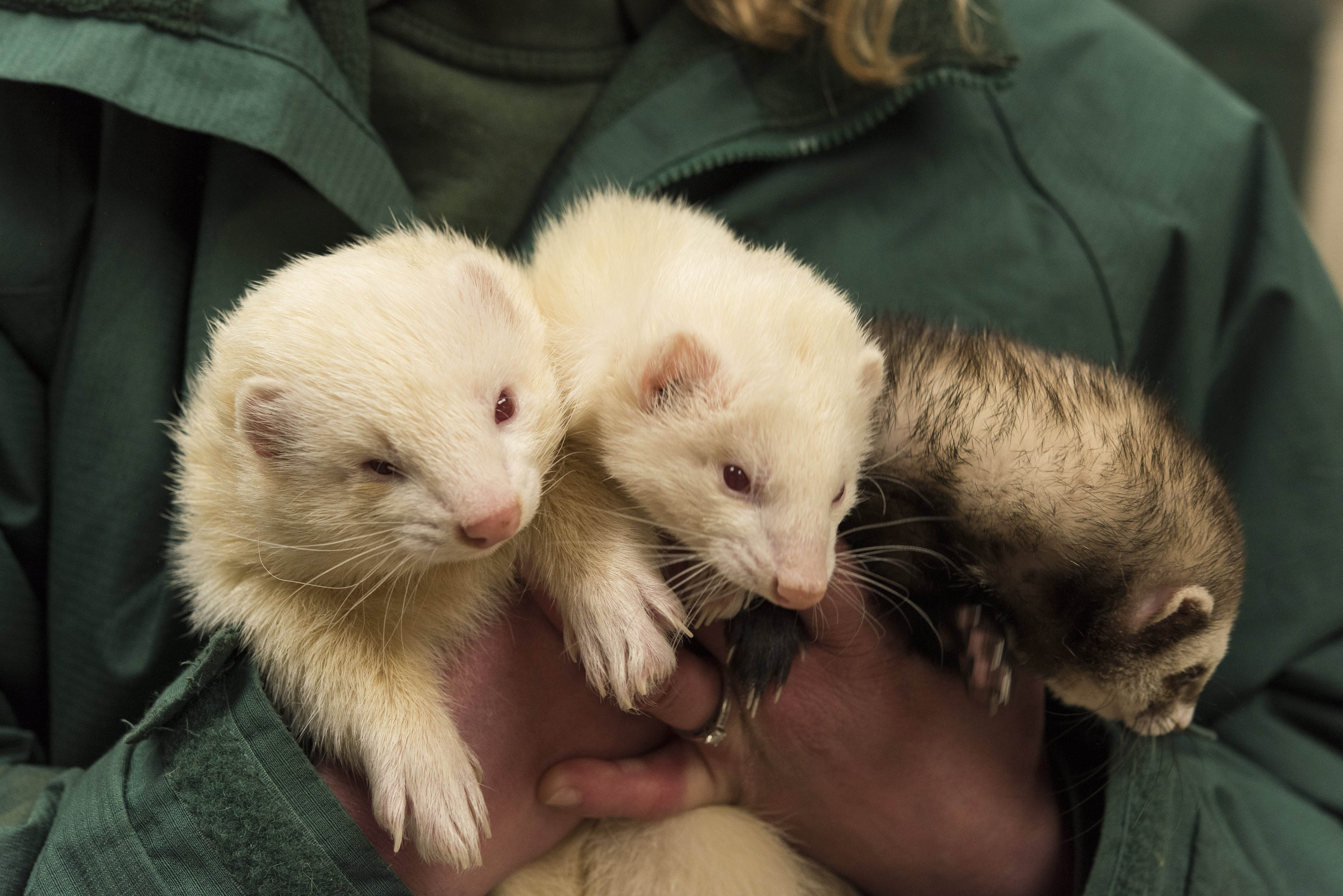 Kid's Farm & Farm Park • The Jolly Barn at Folly Farm