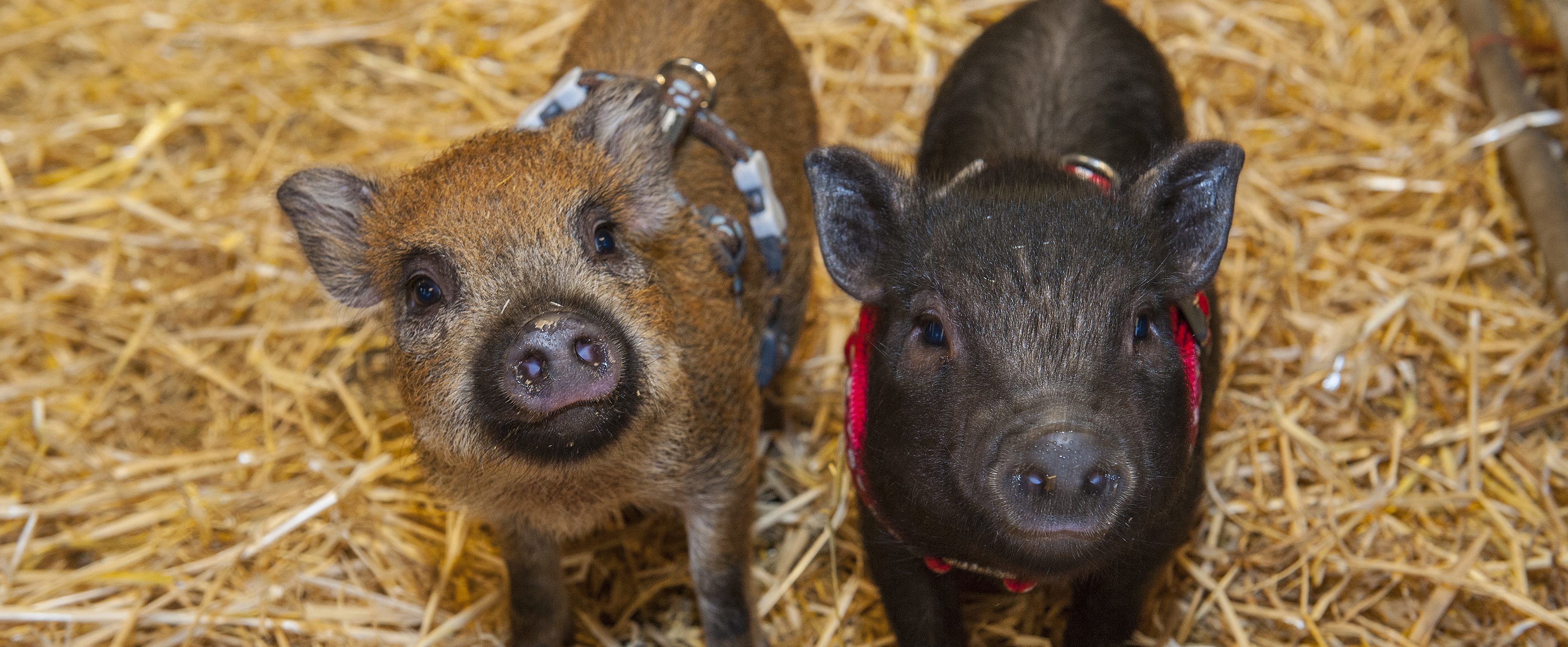 Miniature Pigs Arrive at Folly Farm • Folly Farm