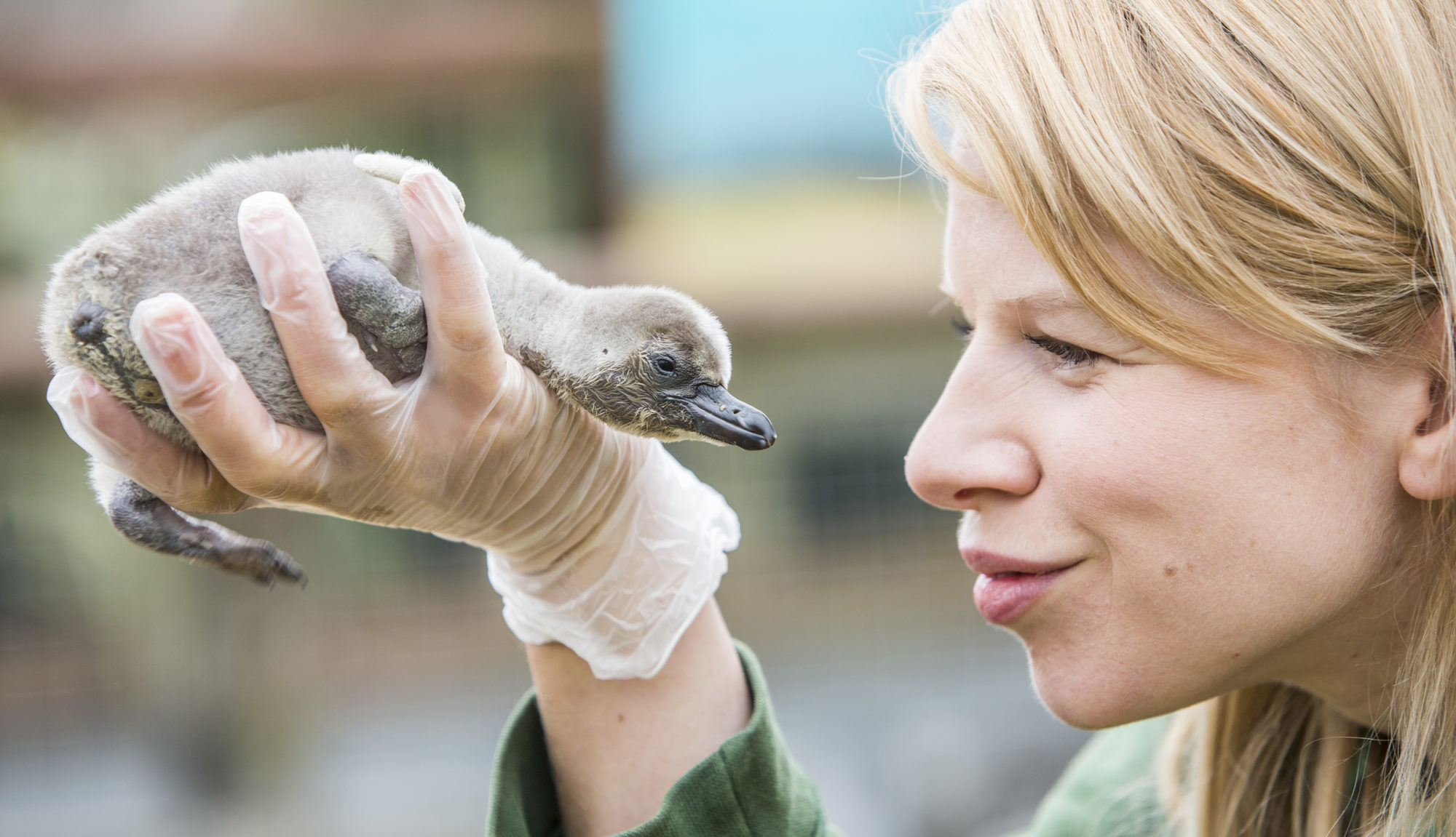 Zoo Breeding Programmes at Folly Farm Adventure Park & Zoo