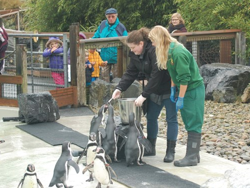 Penguin Experience UK • Feed the Penguins at Folly Farm