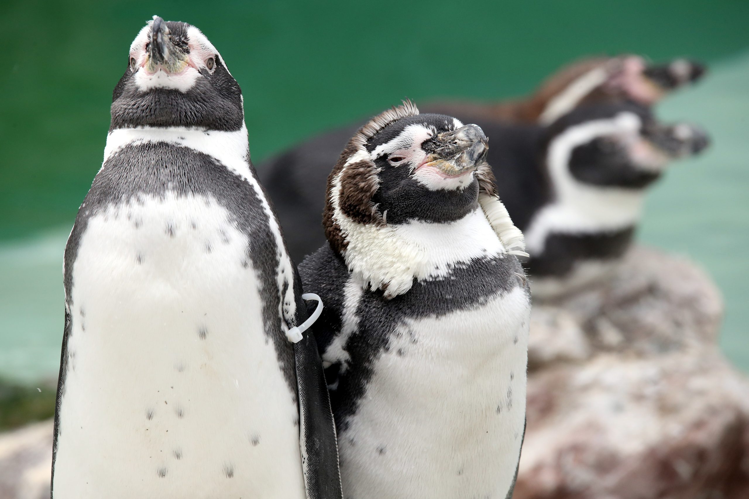 Penguin Webcam • Watch the Penguins Live on Folly Farm's Penguin Cam