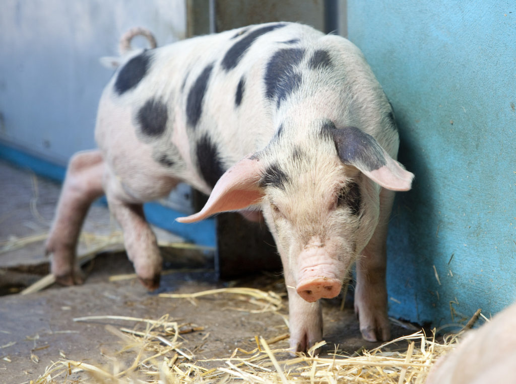 Real Farm Animals Pigs