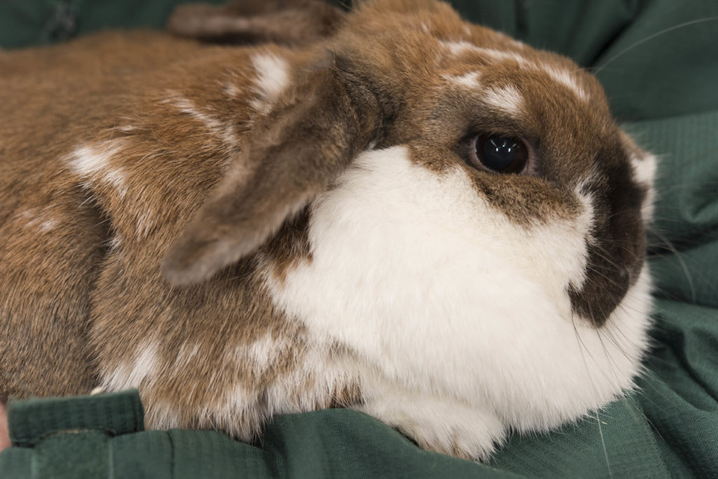 List of Farm Animals at Folly Farm • Farm animals A to Z