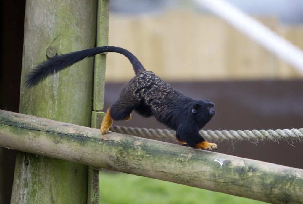 Red Handed Tamarin • Fun Facts and Information For Kids