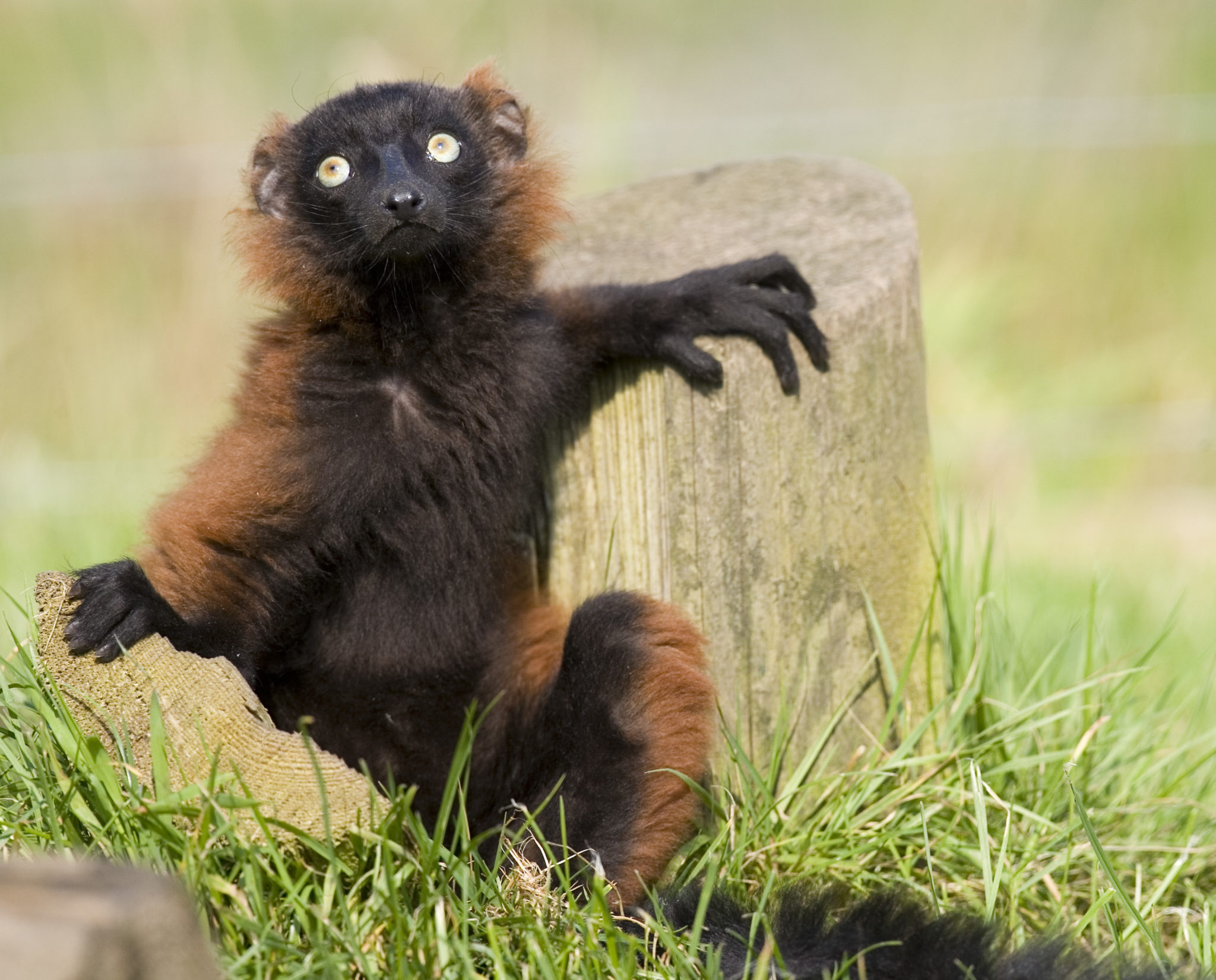 Red Ruffed Lemur • Fun Facts and Information For Kids