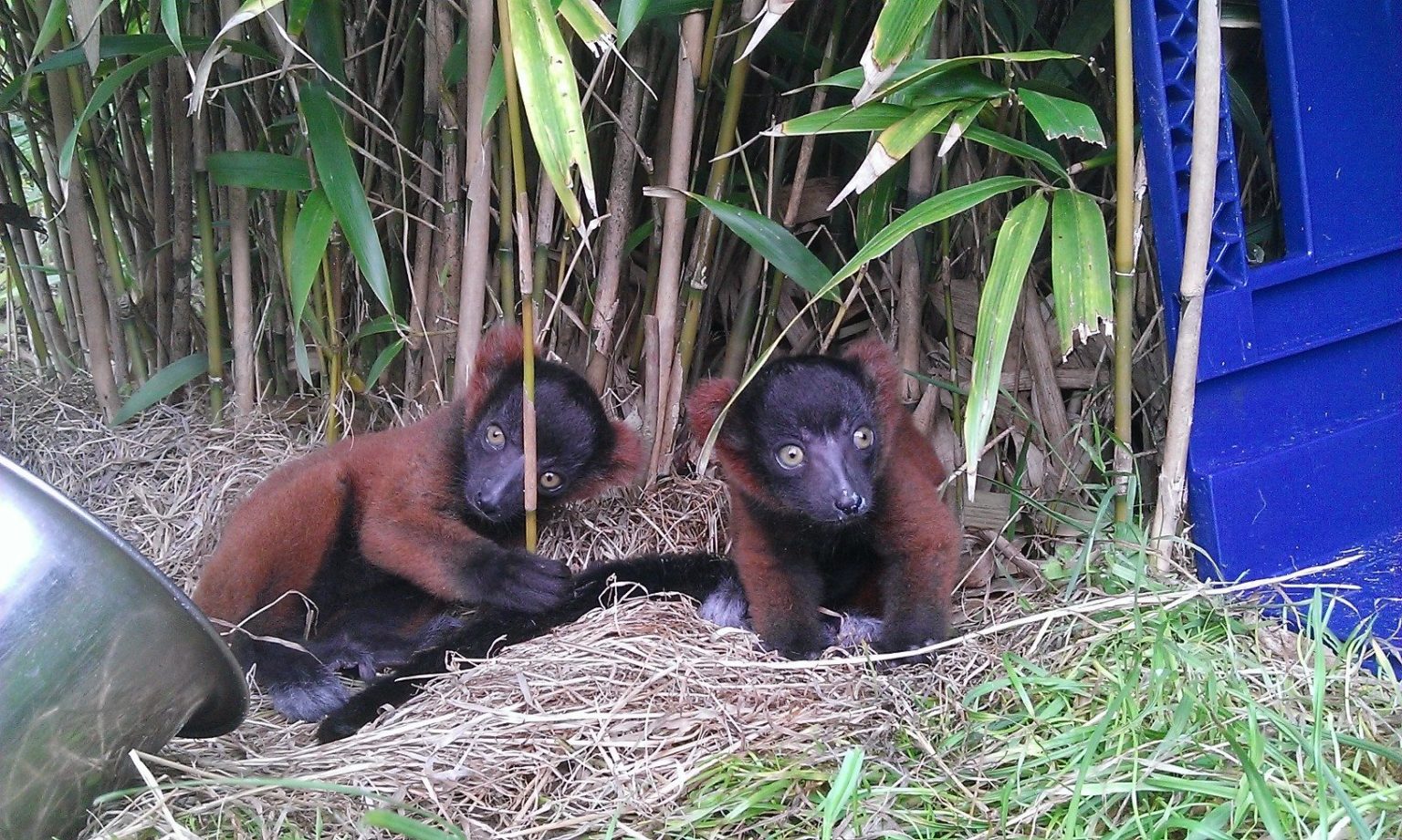 Red Ruffed Lemur • Fun Facts and Information For Kids