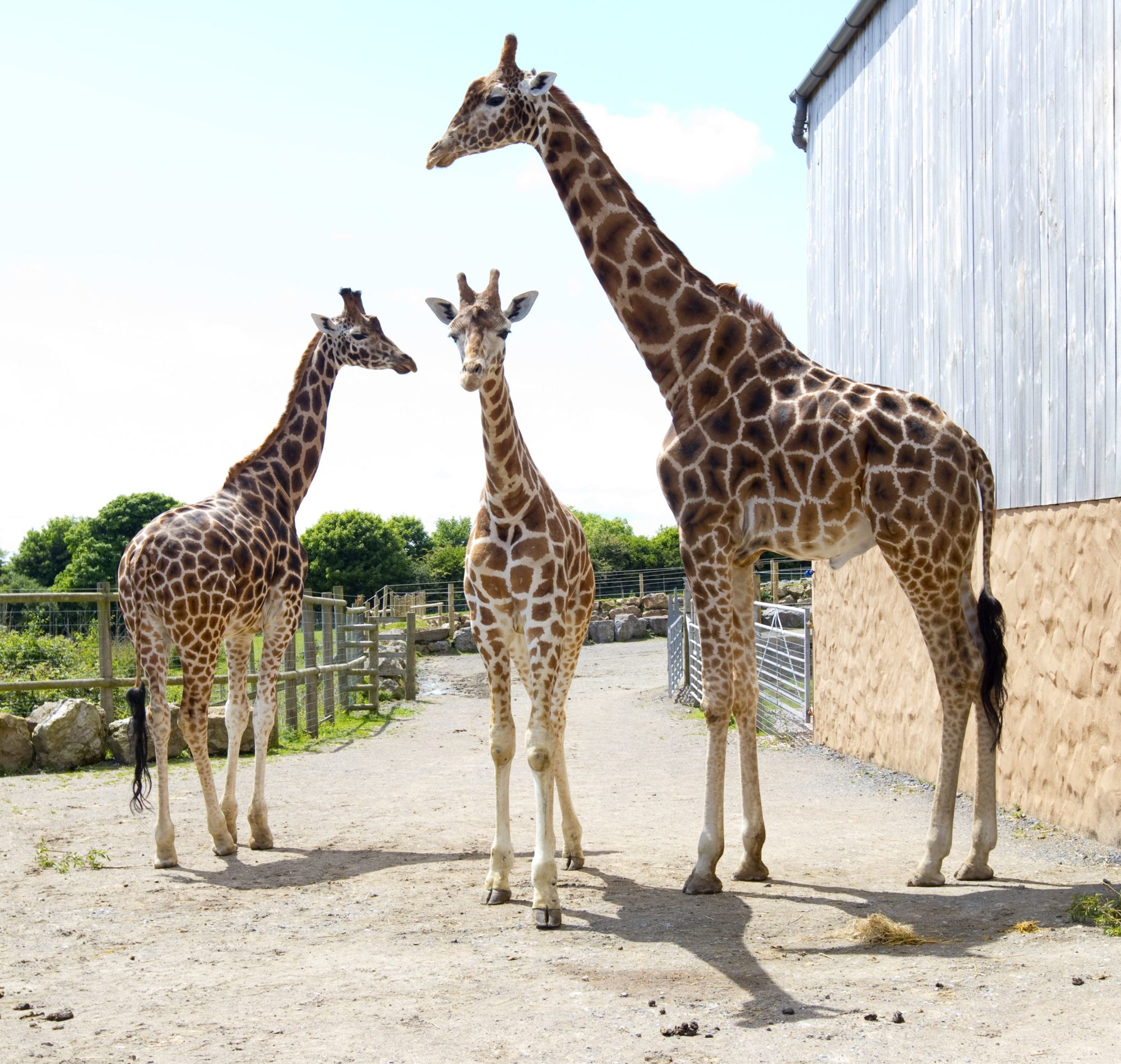 Keepers attend International Giraffe Conference • Folly Farm