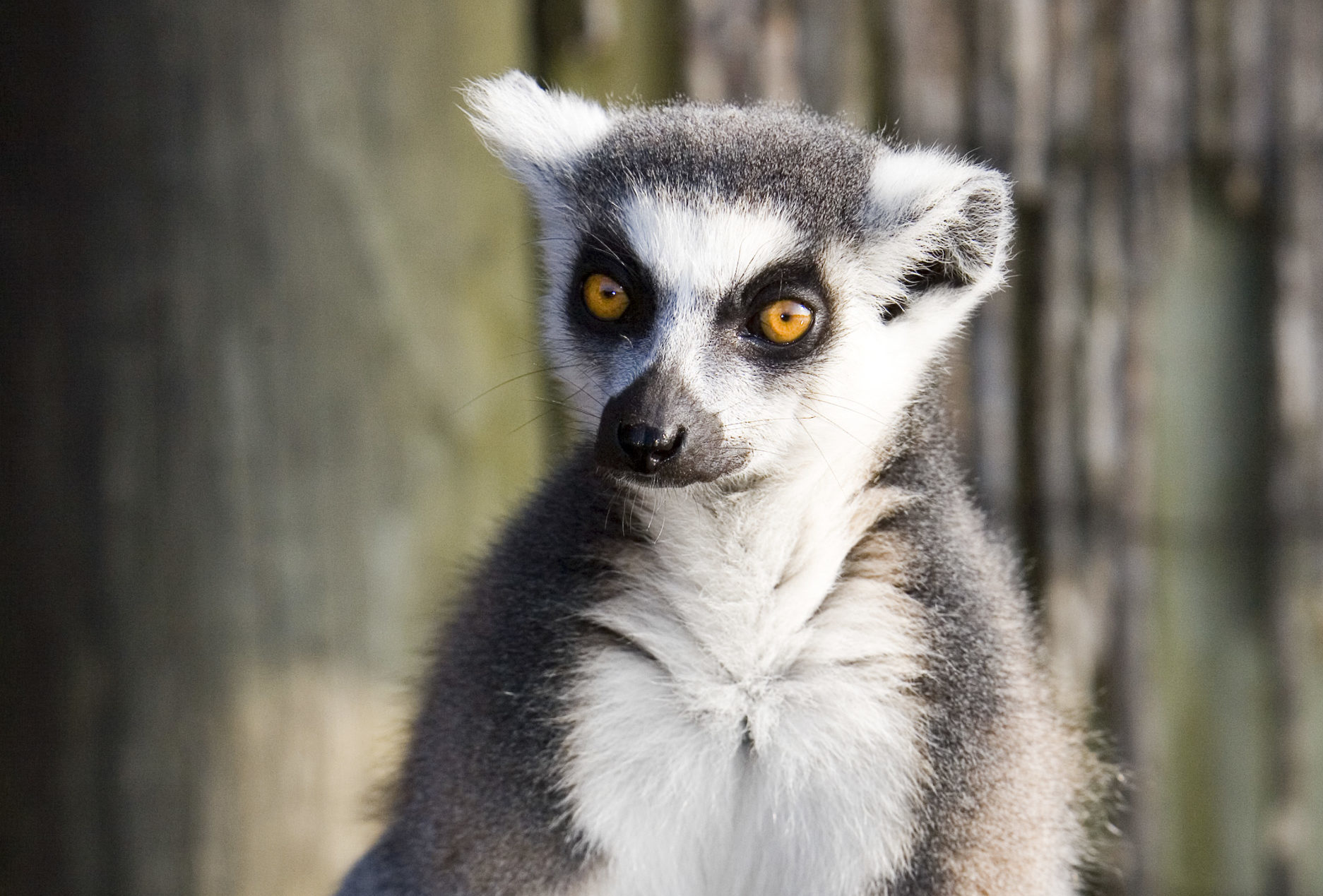 Ring Tailed Lemur • Fun Facts and Information For Kids