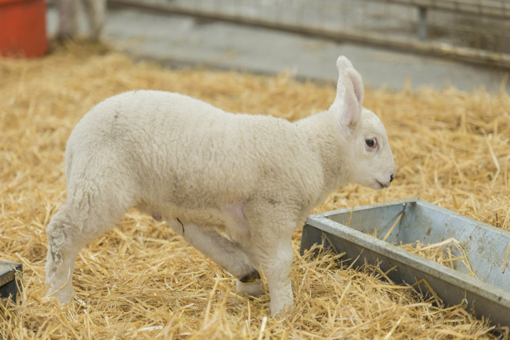 List of Farm Animals at Folly Farm • Farm animals A to Z