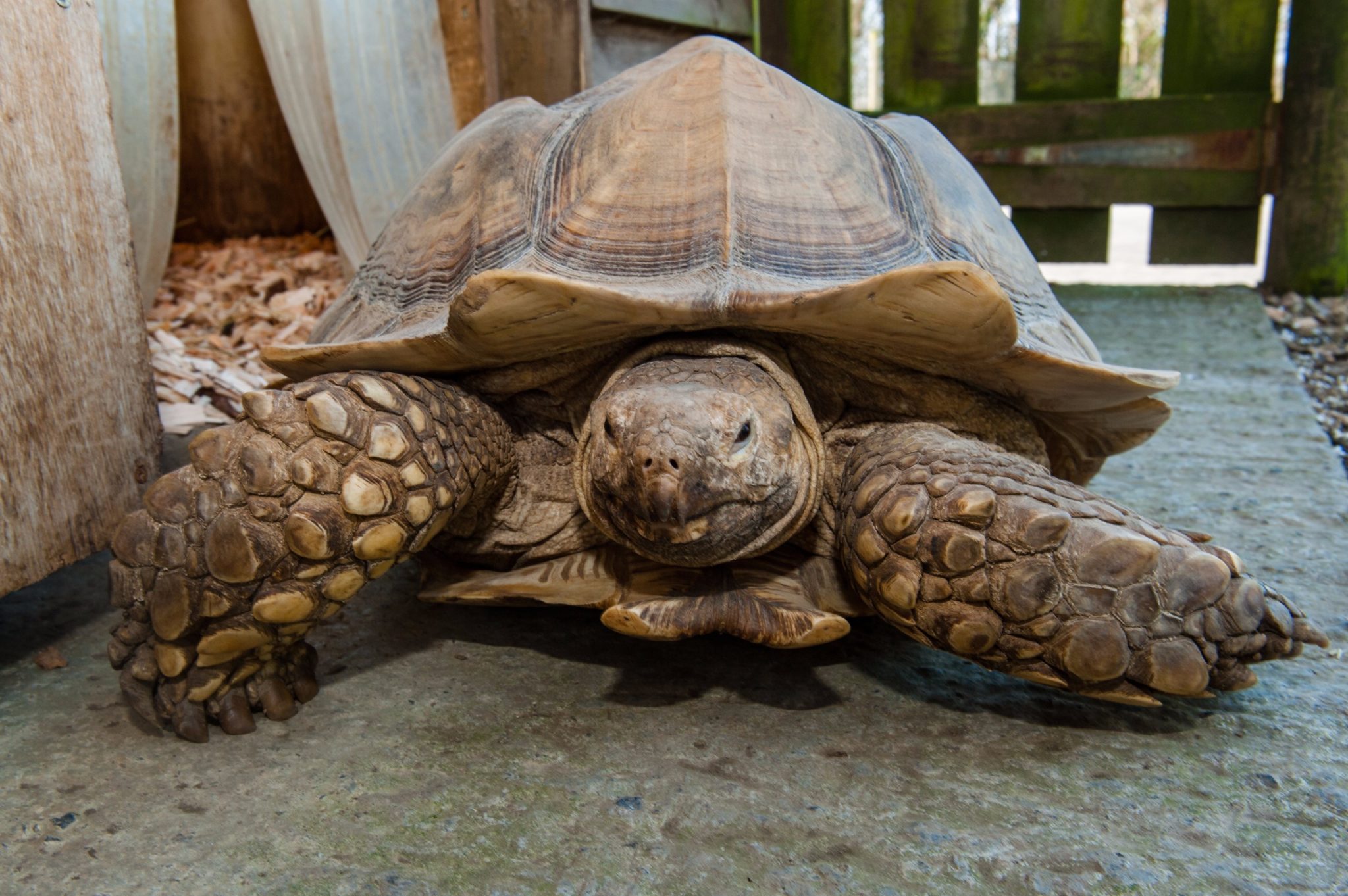 African Spurred Tortoise • Fun Facts and Information For Kids